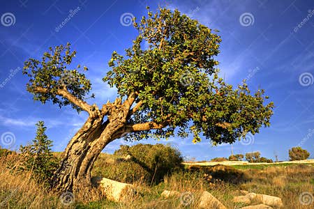 Old carob tree stock image. Image of carob, grass, branches - 12262641