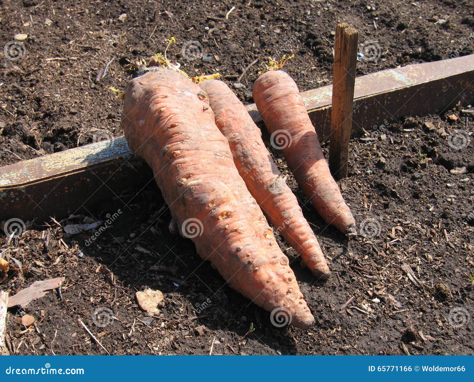 Old Carrots. the Kitchen Garden. Stock Photo - Image of size, orange ...