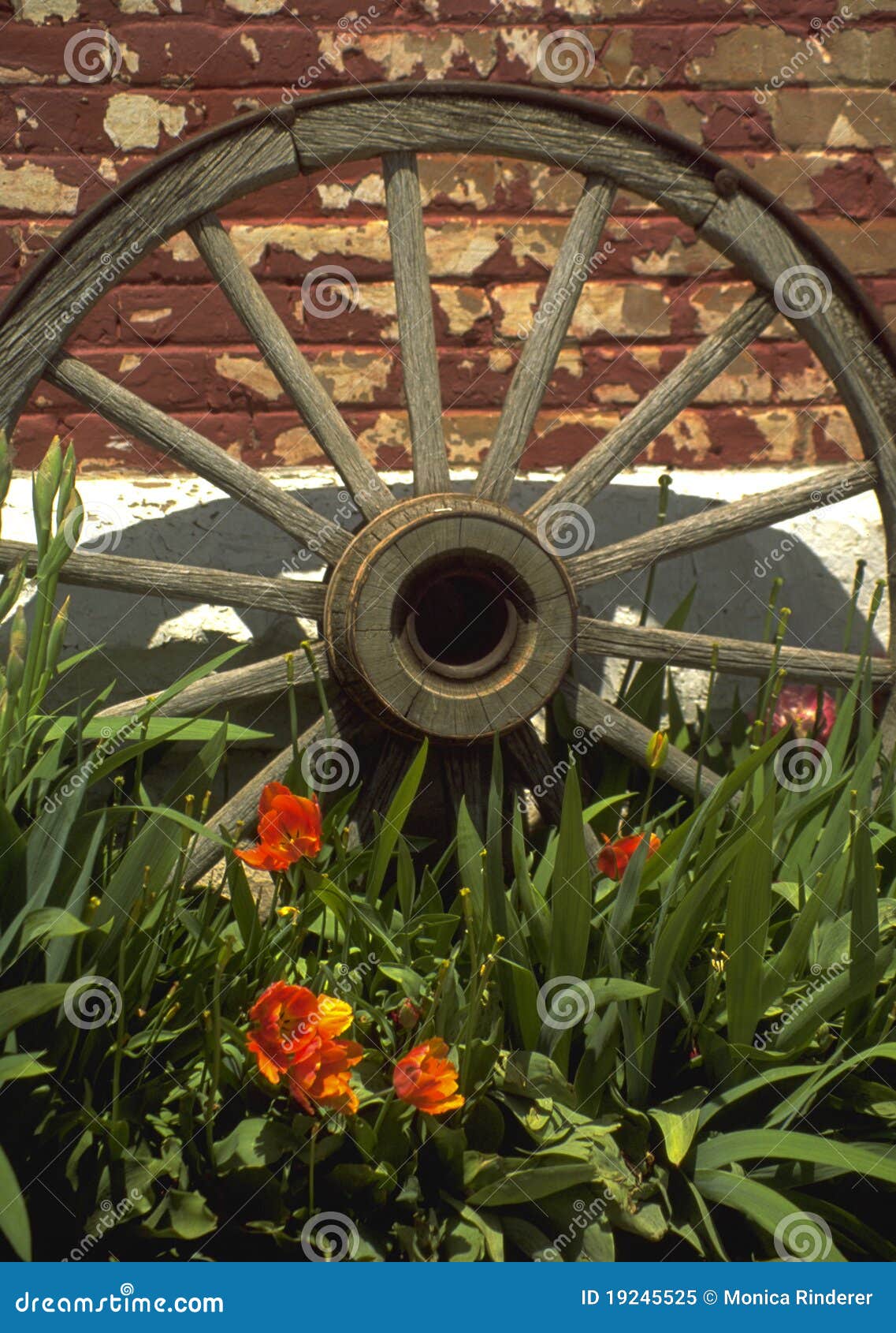 Cart-wheel. Wheel From The Trolley. Wooden Old With Iron Rusty Rim ...