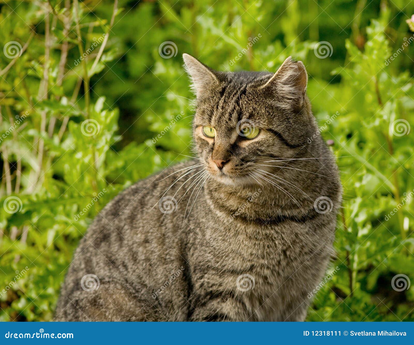 Old cat stock image. Image of interested, veterinarian - 12318111