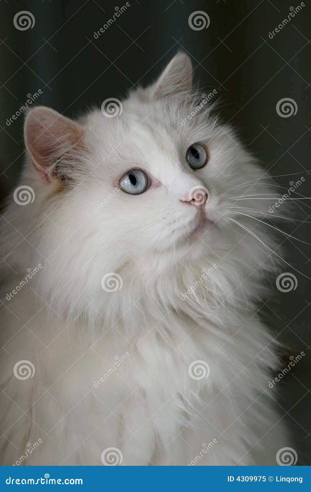 The old cat stock image. Image of alone, adorable, whiskers - 4309975
