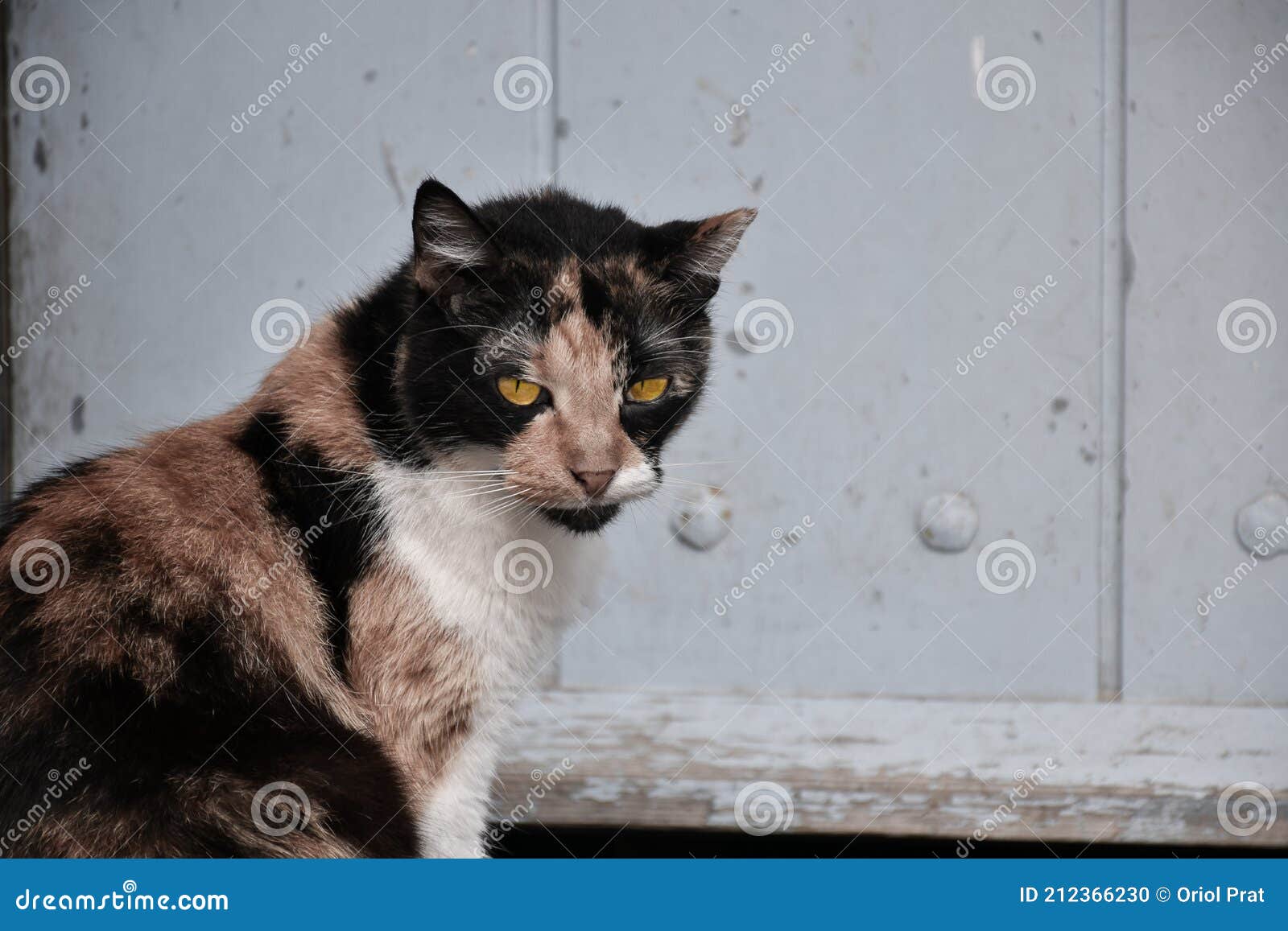 Old Cat Looking Very Angry On The Street Royalty-Free Stock Image ...