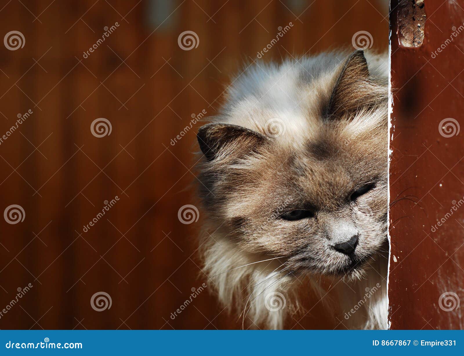 Old Cat Portrait Picture. Image: 8667867