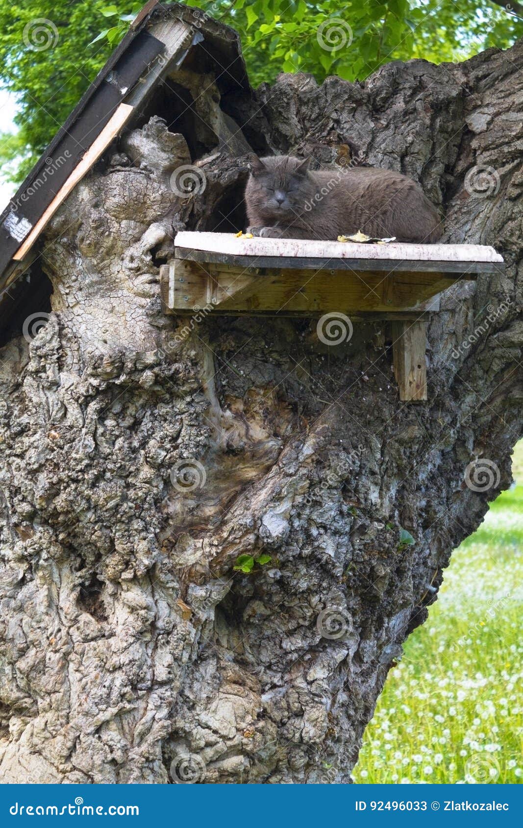 Old cat stock image. Image of tree, outdoors, animal - 92496033