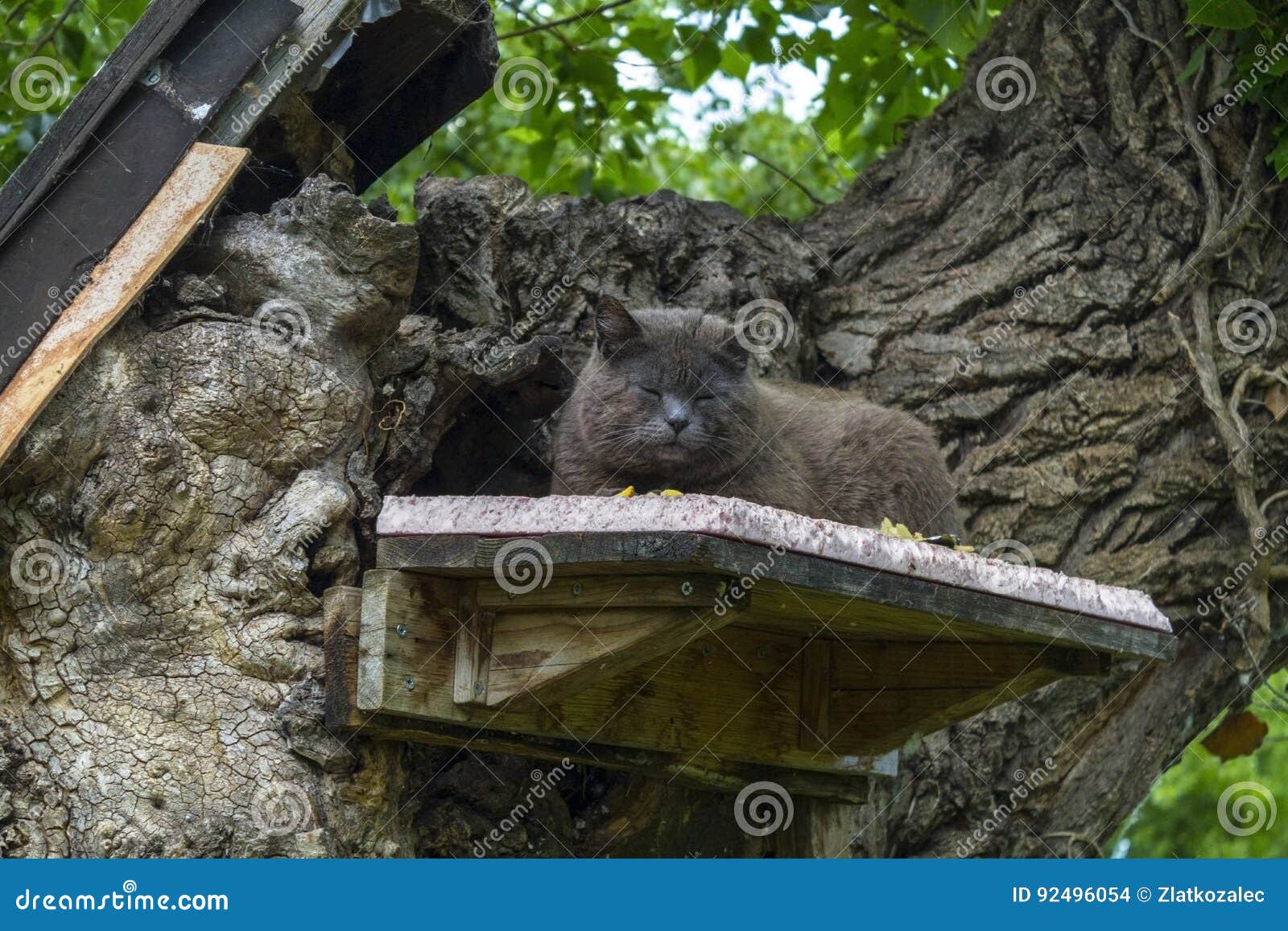Old cat stock photo. Image of portrait, tree, nature - 92496054