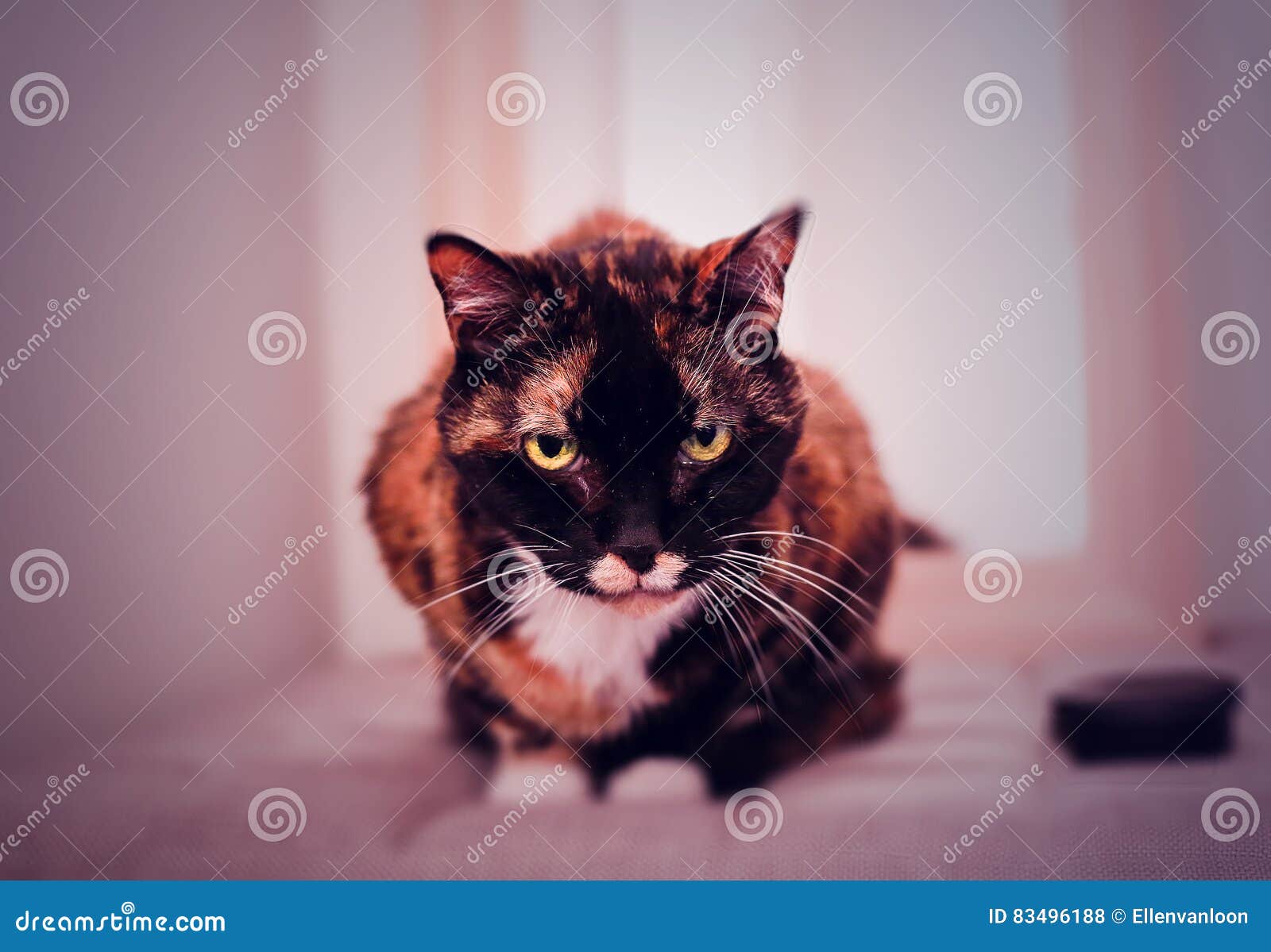 Old cat stock photo. Image of resting, black, purple - 83496188