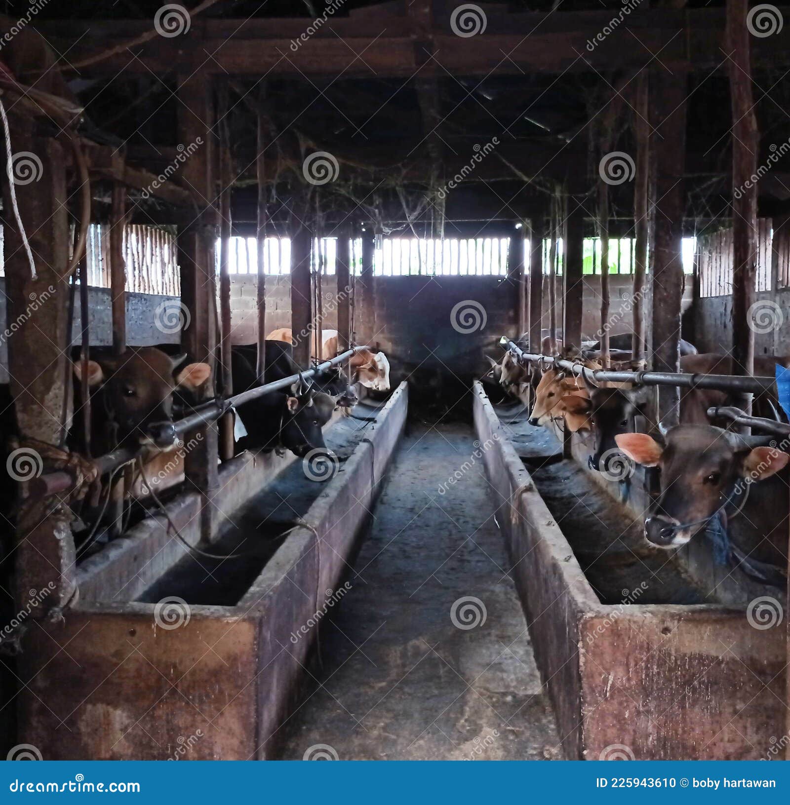 Old cattle farm stock photo. Image of shack, track, farm - 225943610