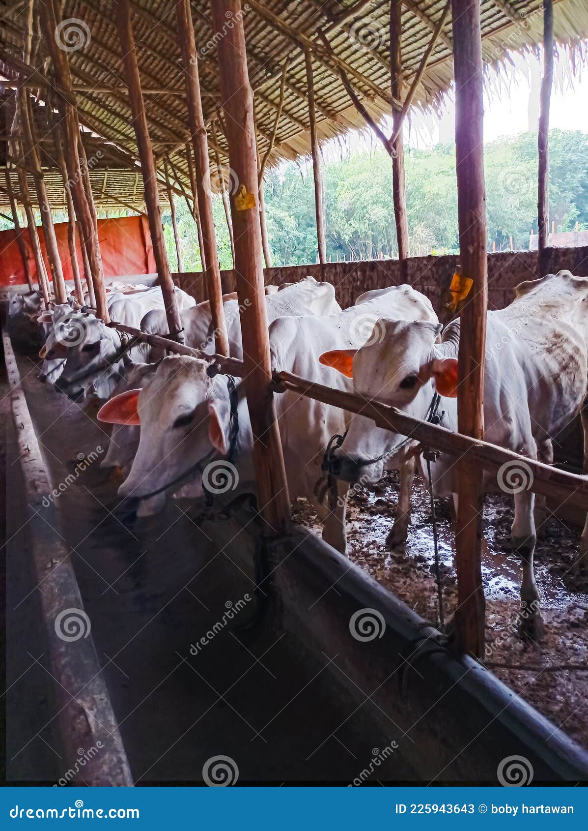Old cattle farm stock image. Image of bird, winter, park - 225943643