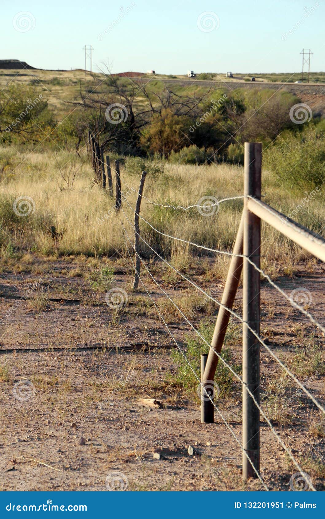 Barbed Wire Fence Cattle