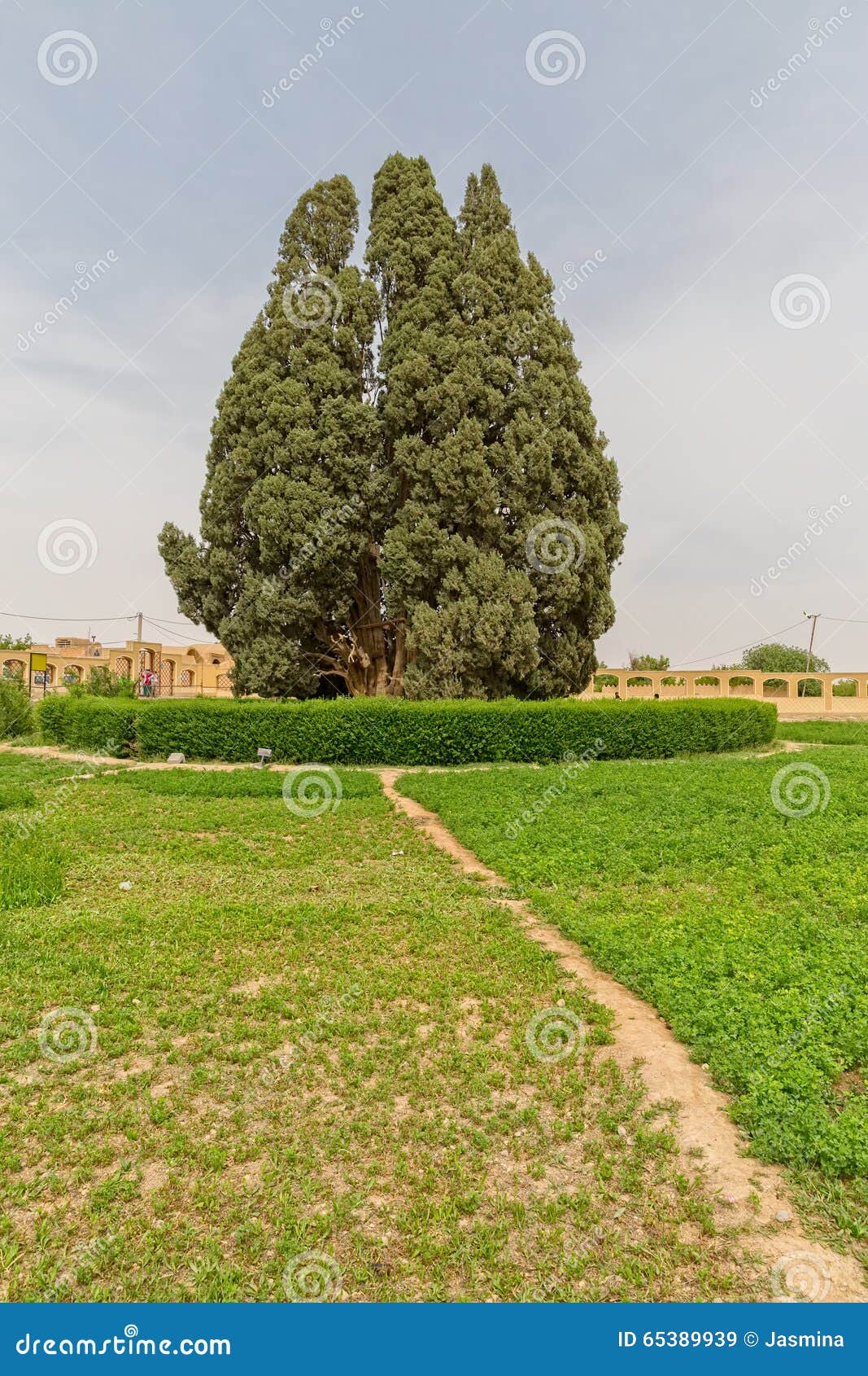 Old cedar tree stock image. Image of oldest, green, ancient - 65389939