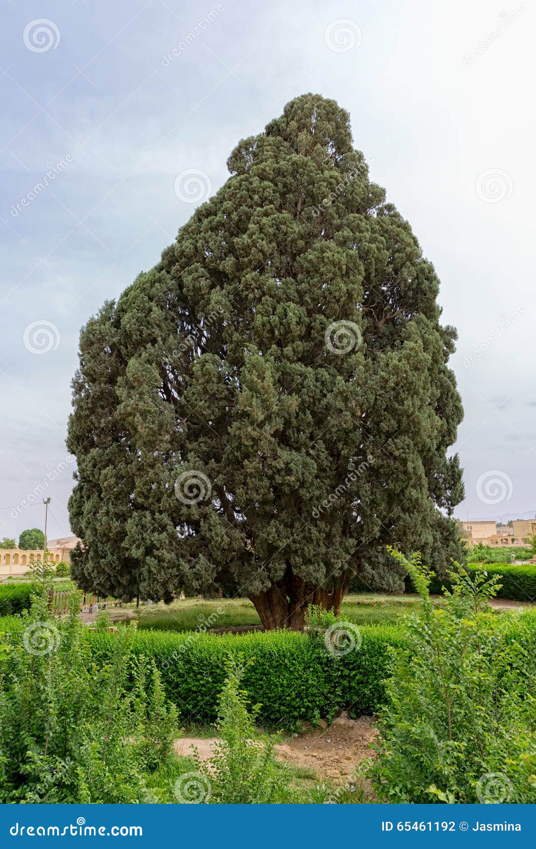 Old cedar tree stock photo. Image of destination, asia - 65461192