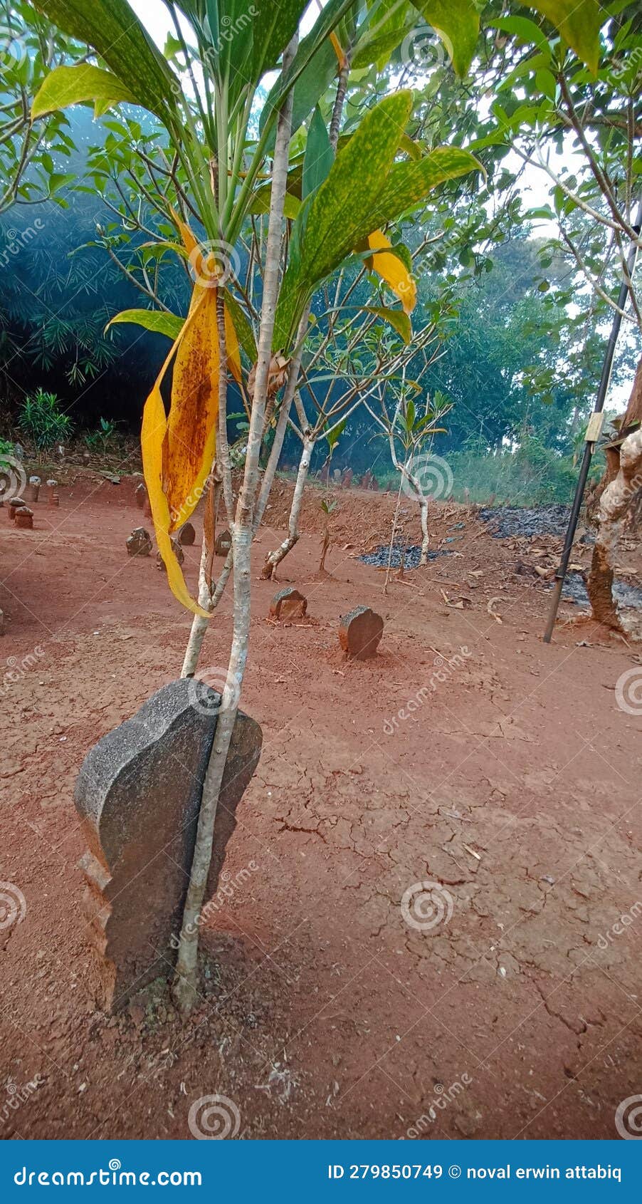 Old Cemetery with Trees and Tombstones Stock Image - Image of trees ...