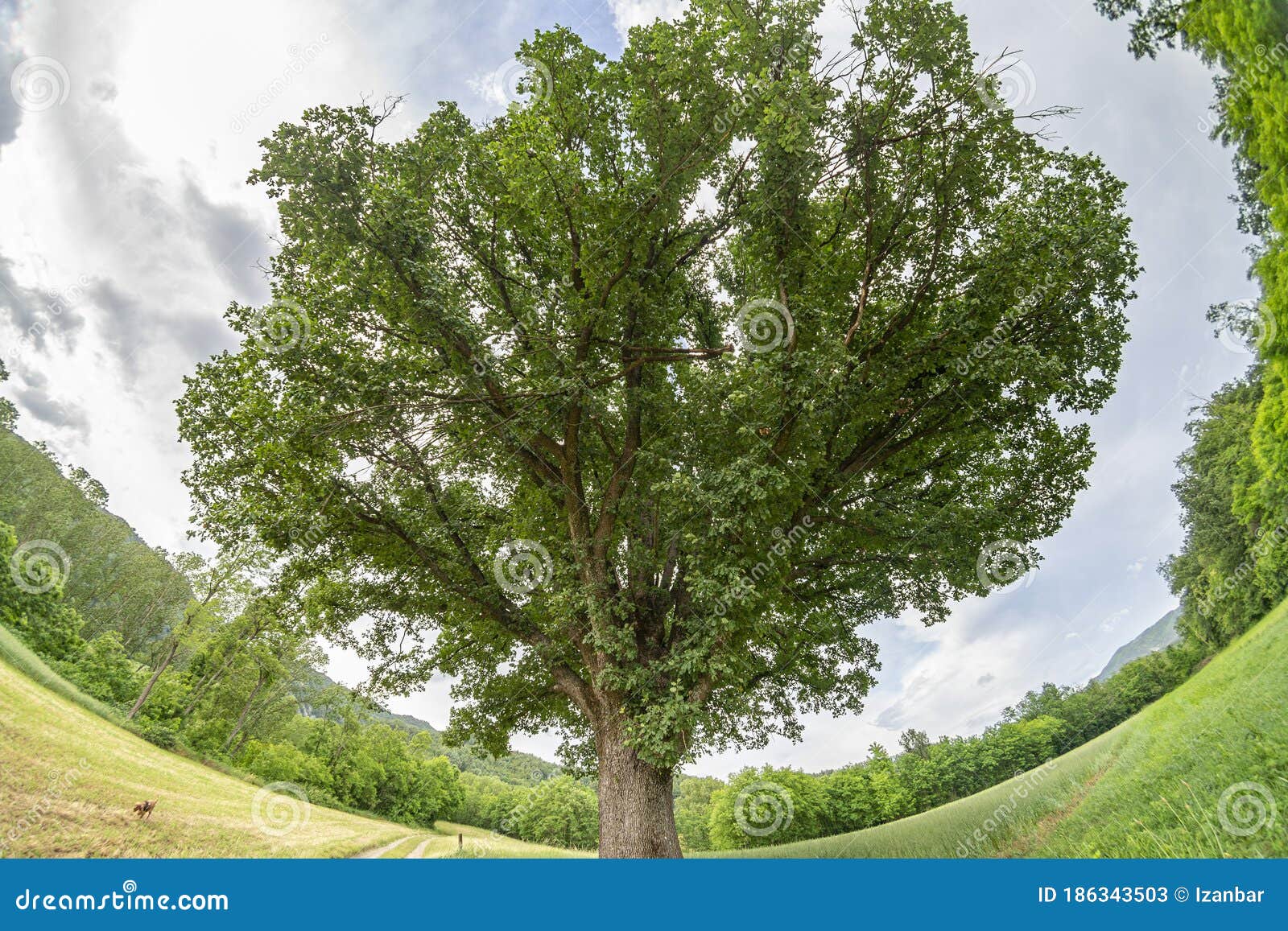 Old centenary oak tree stock image. Image of autumn - 186343503