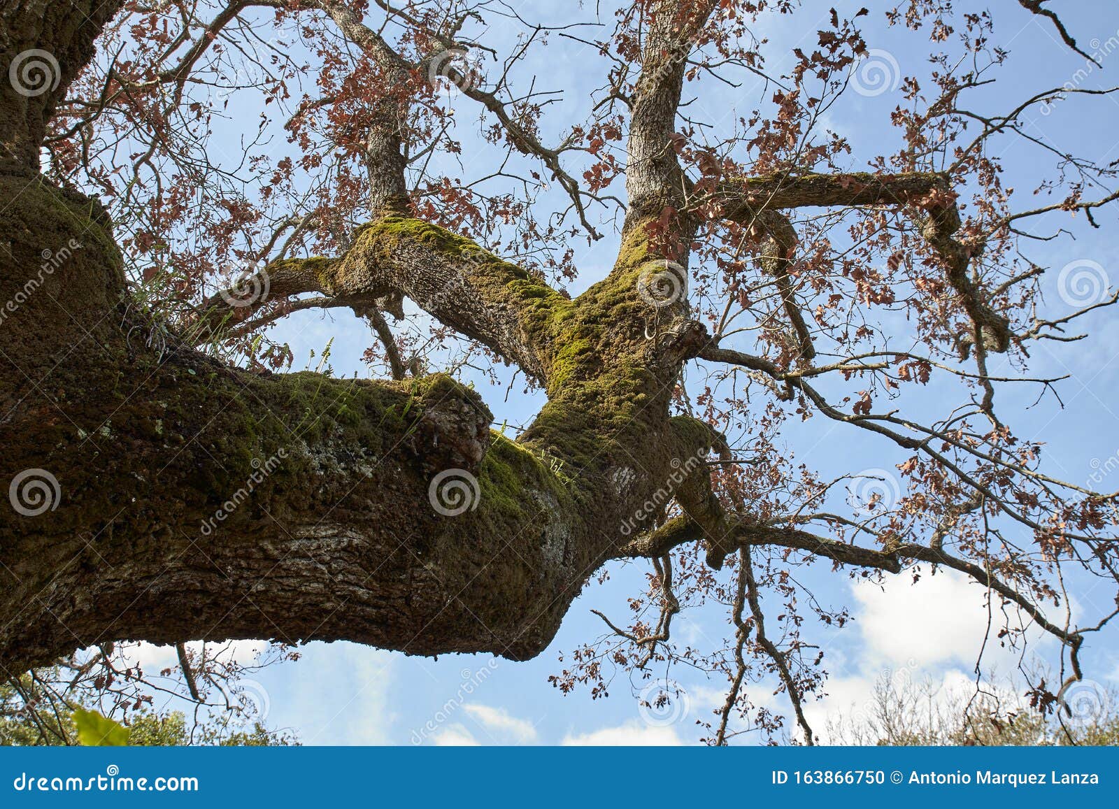 An old century tree branch stock photo. Image of green - 163866750