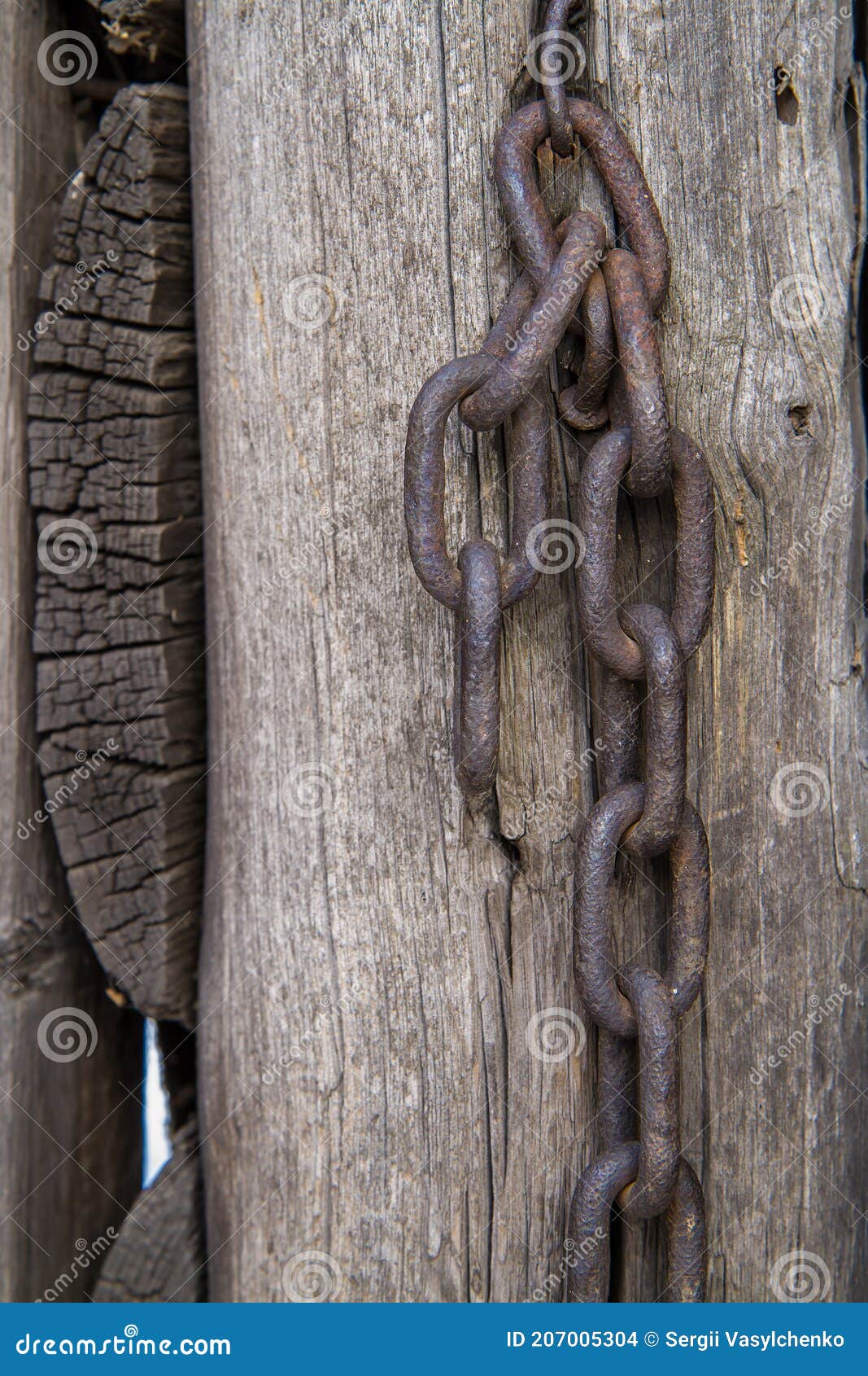 The Old Chain is Attached To the Log. Stock Photo - Image of plant ...
