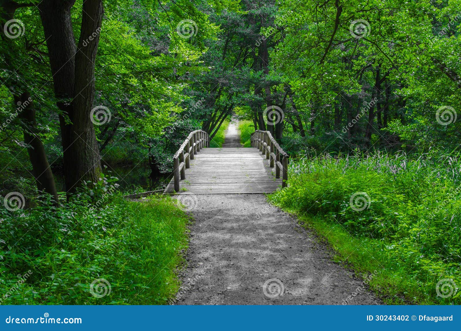 Romantic forest crossing stock photo. Image of handrail - 30243402