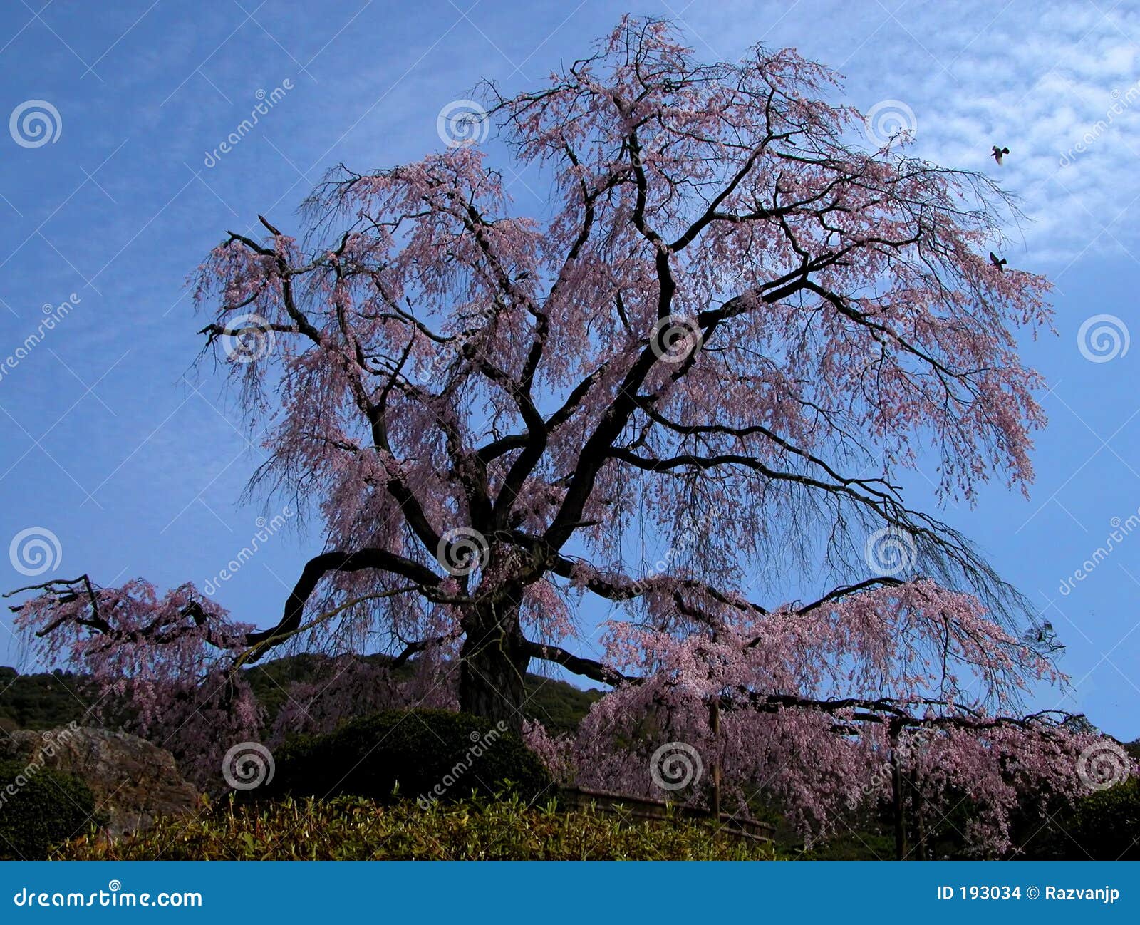 Old Cherry Tree stock photo. Image of season, branches - 193034