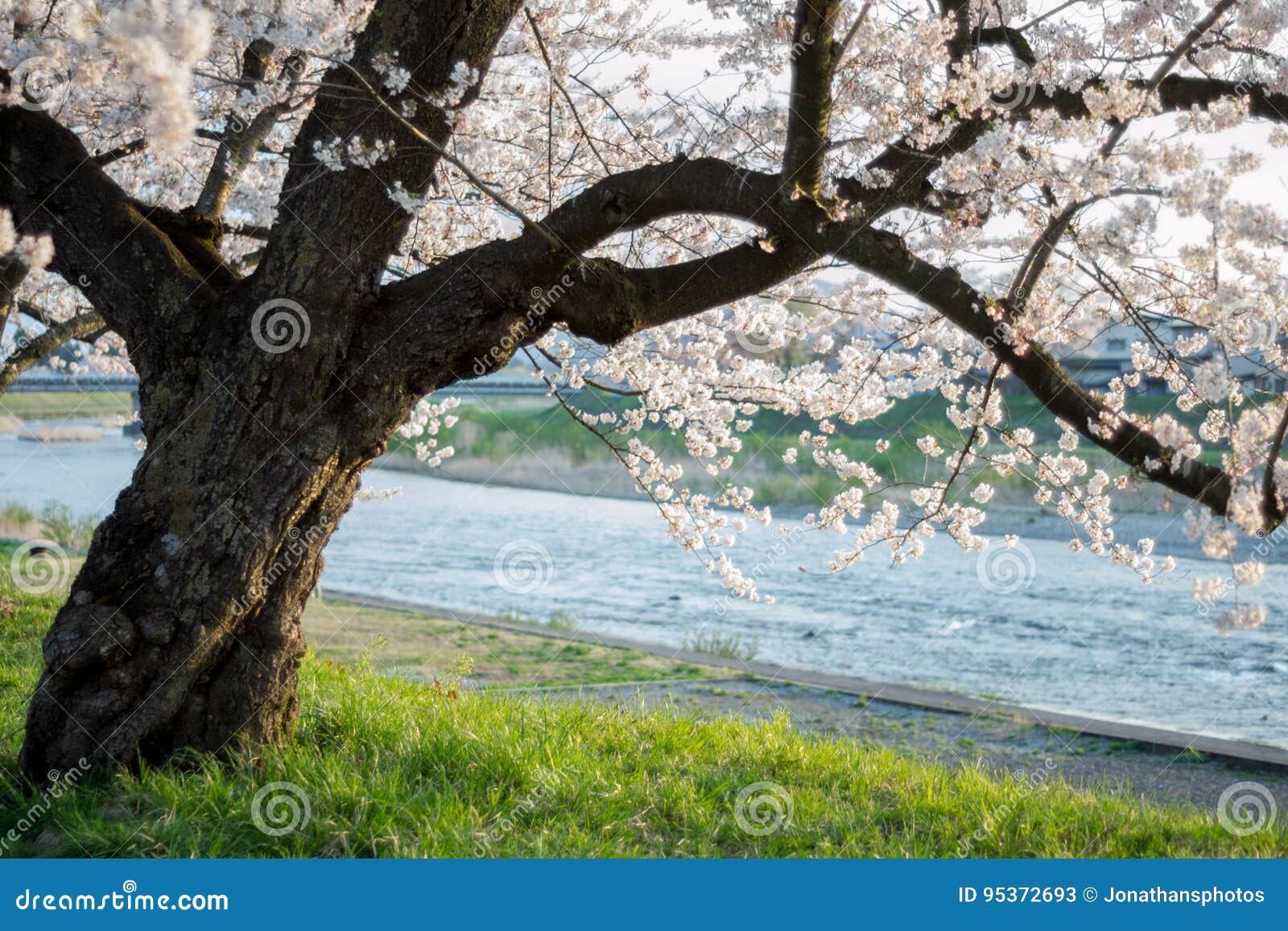 Old cherry tree by a river stock image. Image of blurred - 95372693