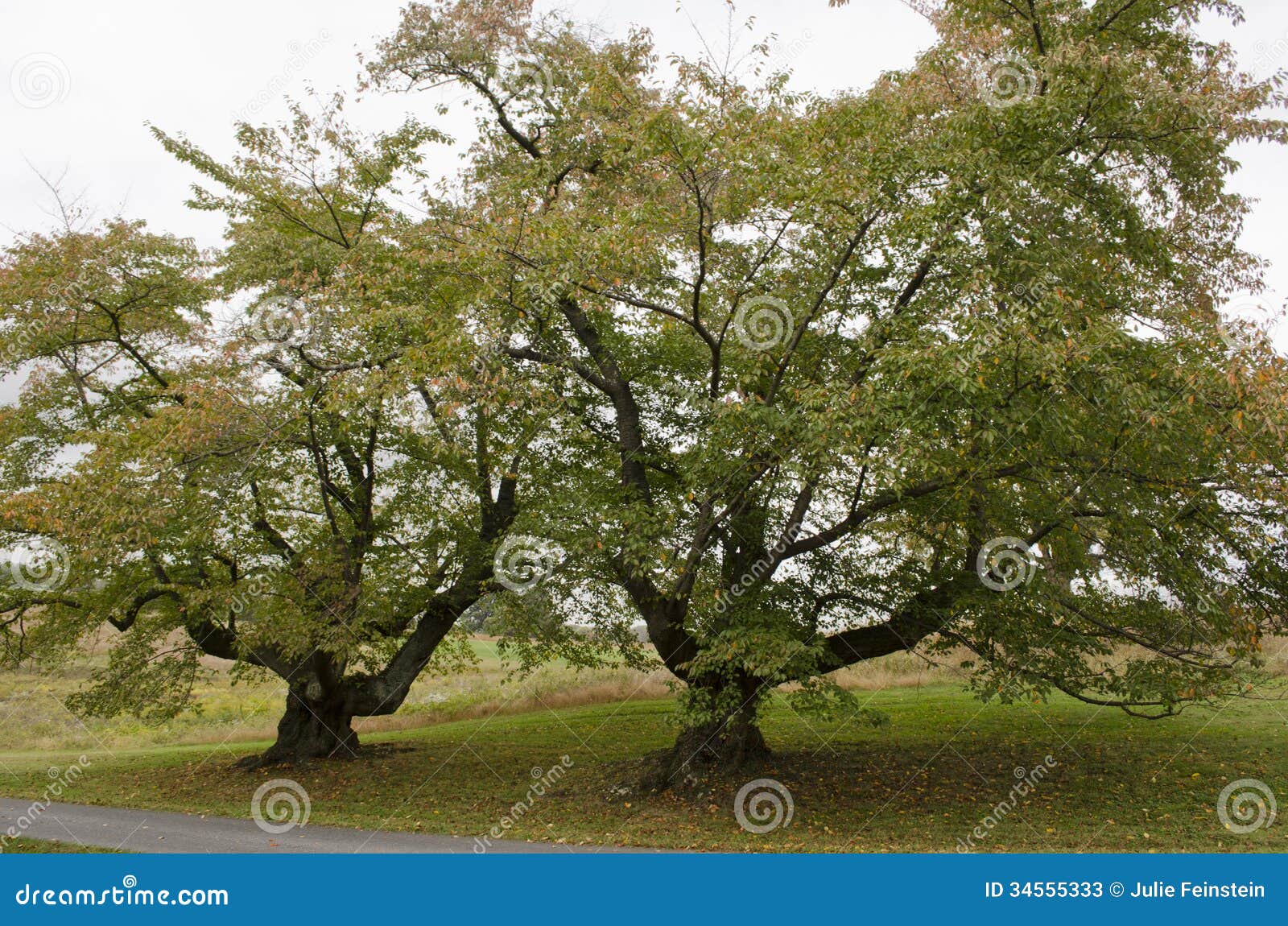 Old Cherry Trees stock image. Image of bent, prunus, aged - 34555333