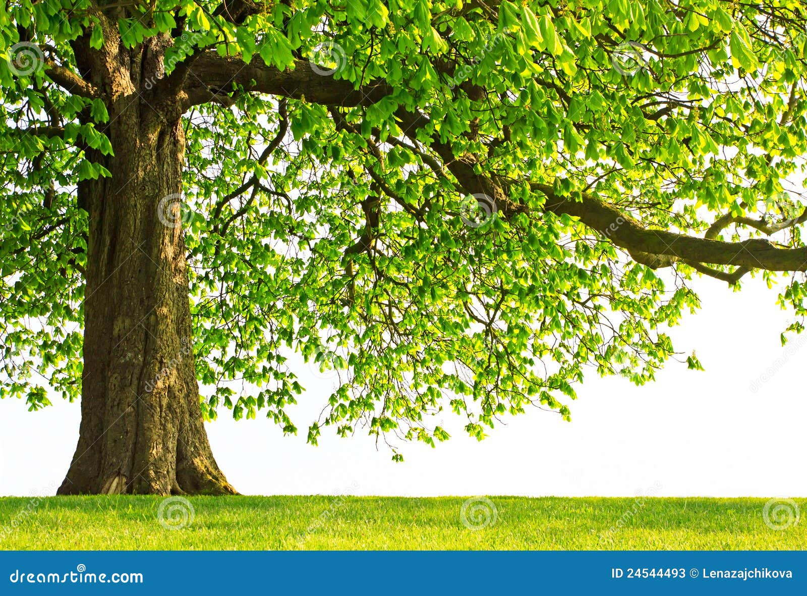 Old chestnut branch stock image. Image of chestnut, leaf - 24544493