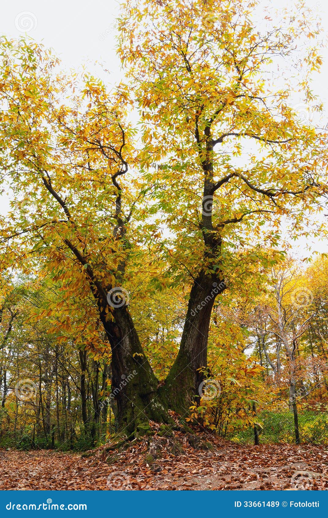 Old chestnut tree stock image. Image of scenic, october - 33661489