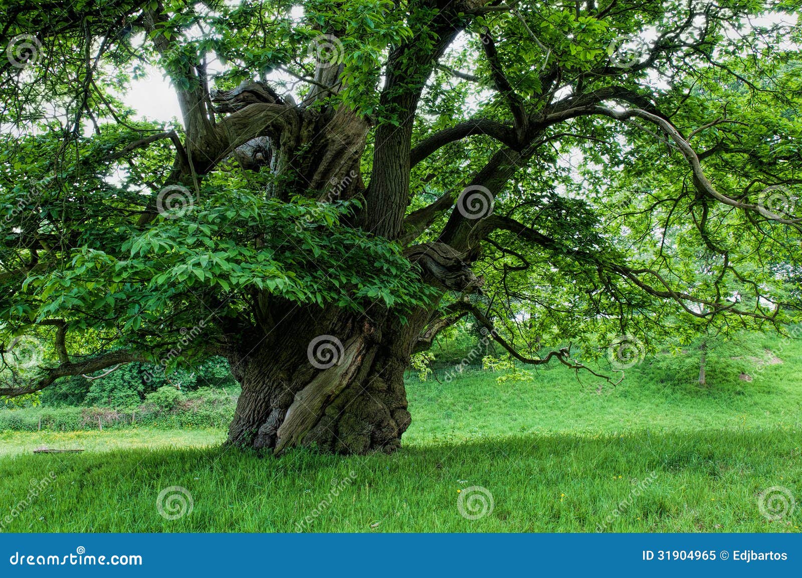 Chestnut Tree In Autumn, (Aesculus Hippocastanum), Street Across The ...
