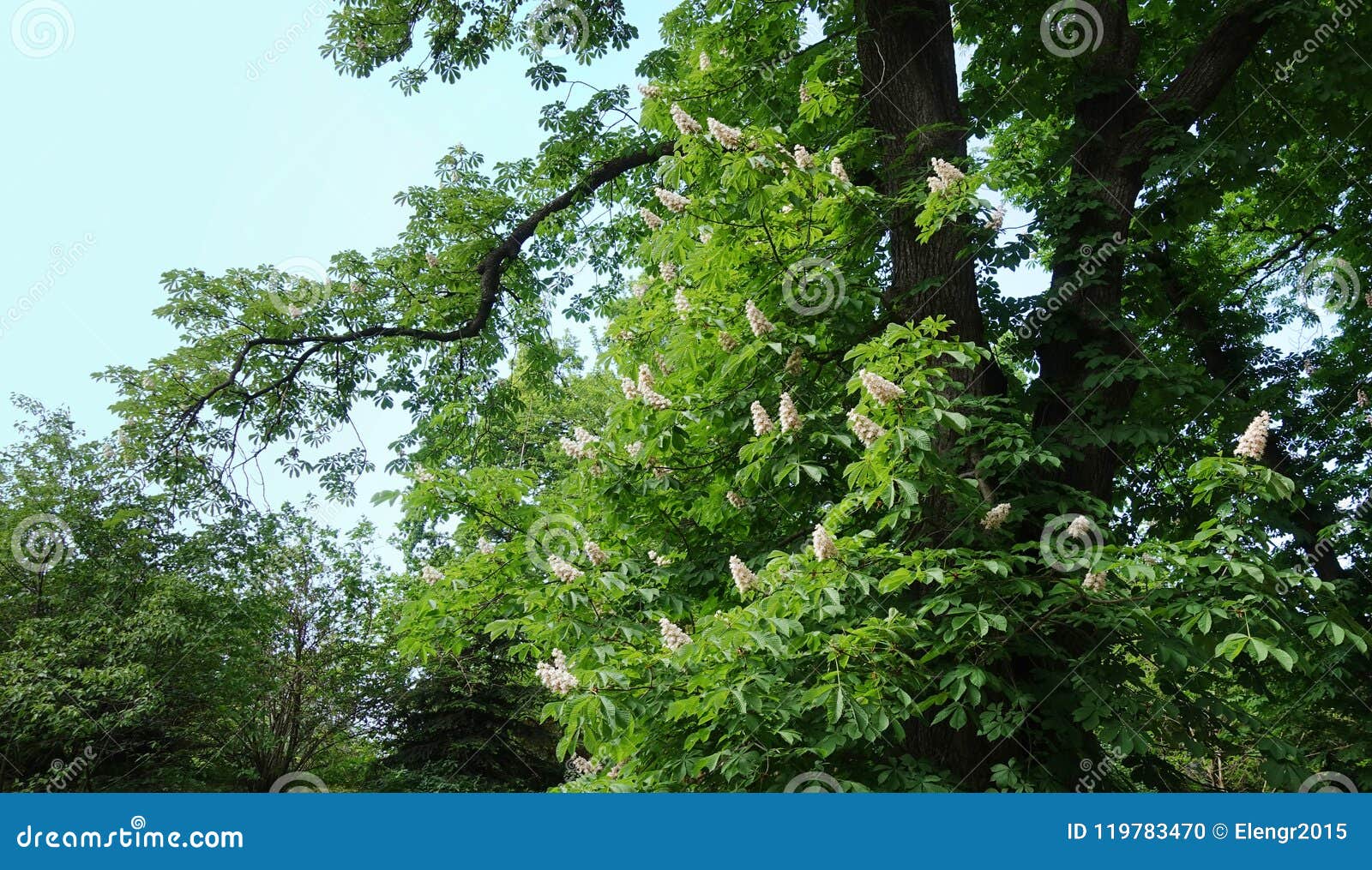 Old Chestnut Tree with Flowers in the Park Stock Photo - Image of ...