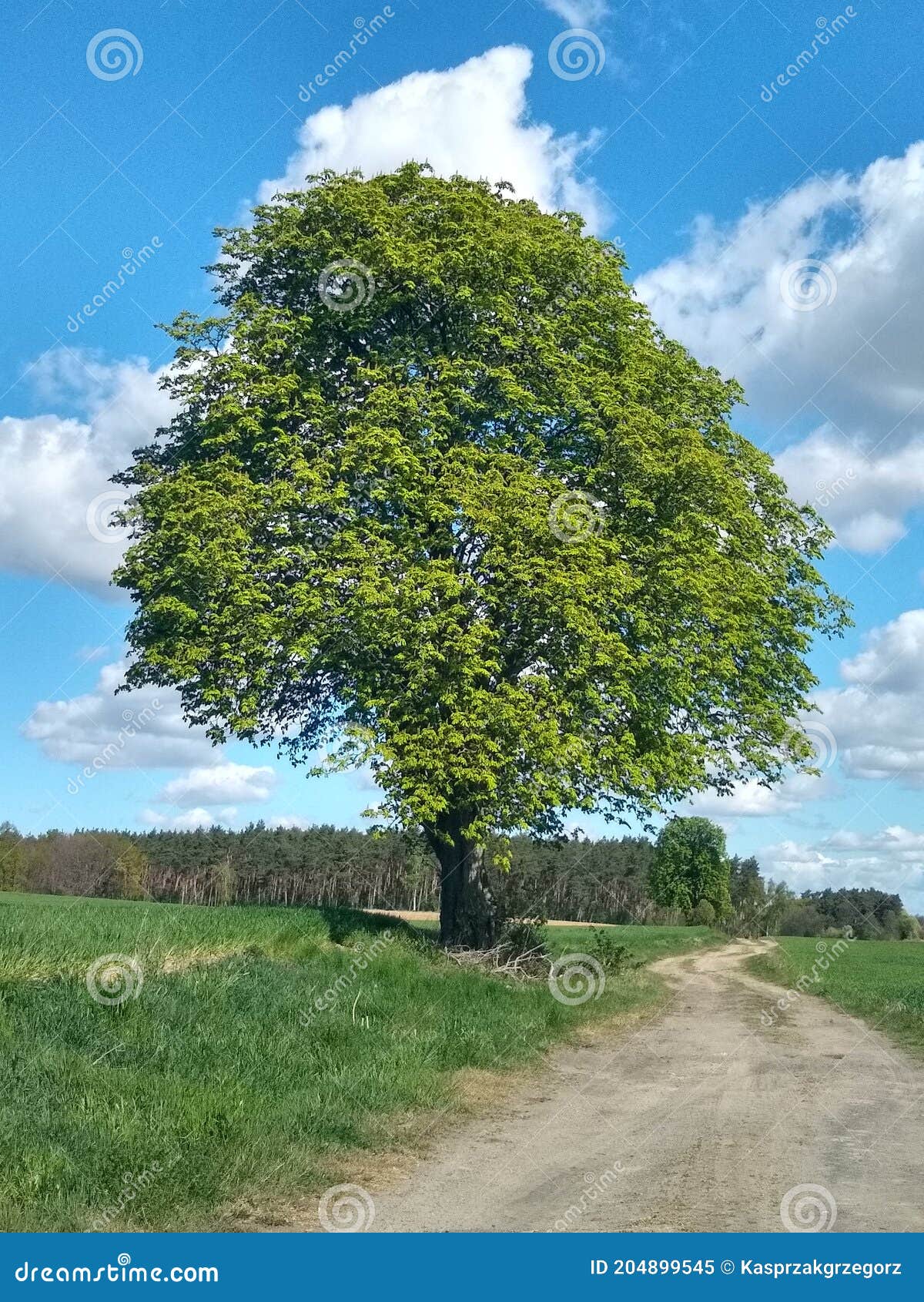 Big old chestnut tree stock image. Image of plant, nature - 204899545