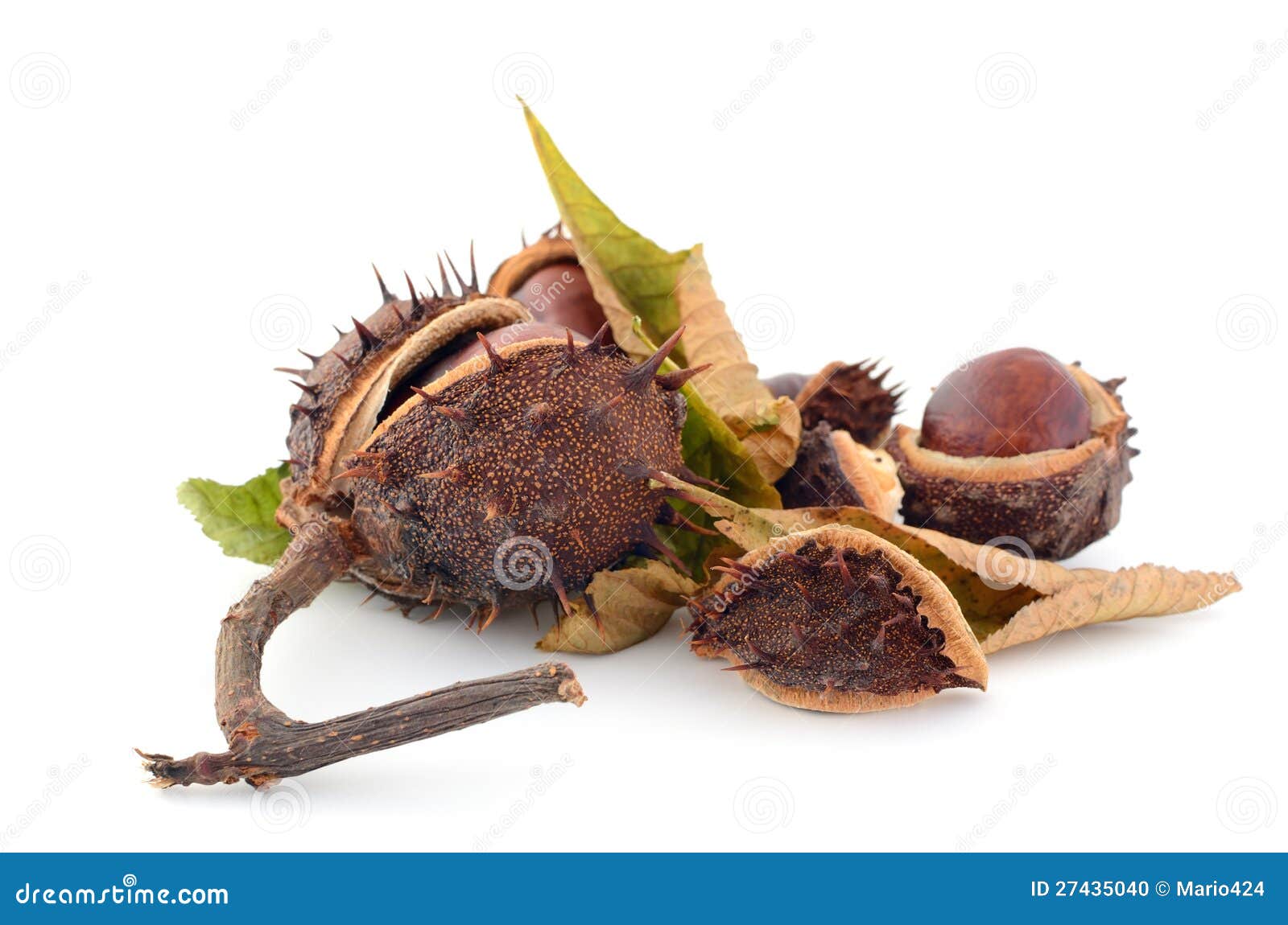 Old chestnuts stock photo. Image of chestnuts, closeup - 27435040