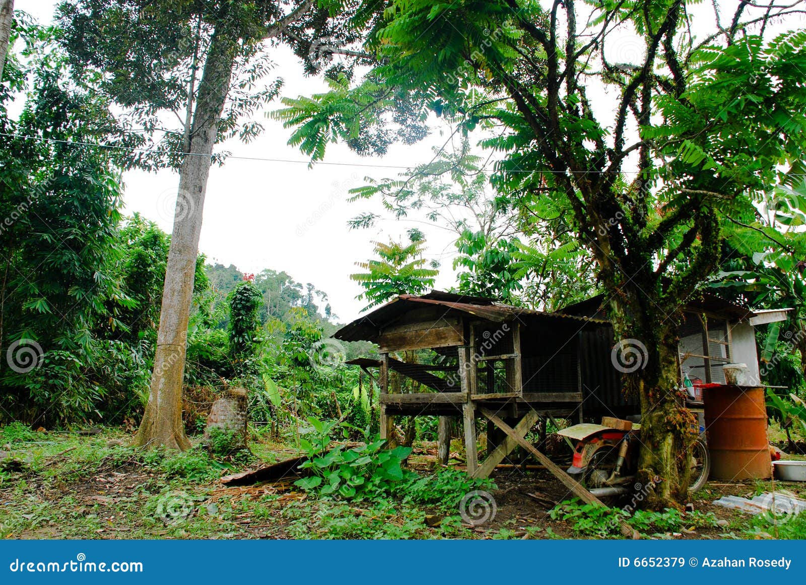 Old chicken coop stock image. Image of outdoor, forest - 6652379