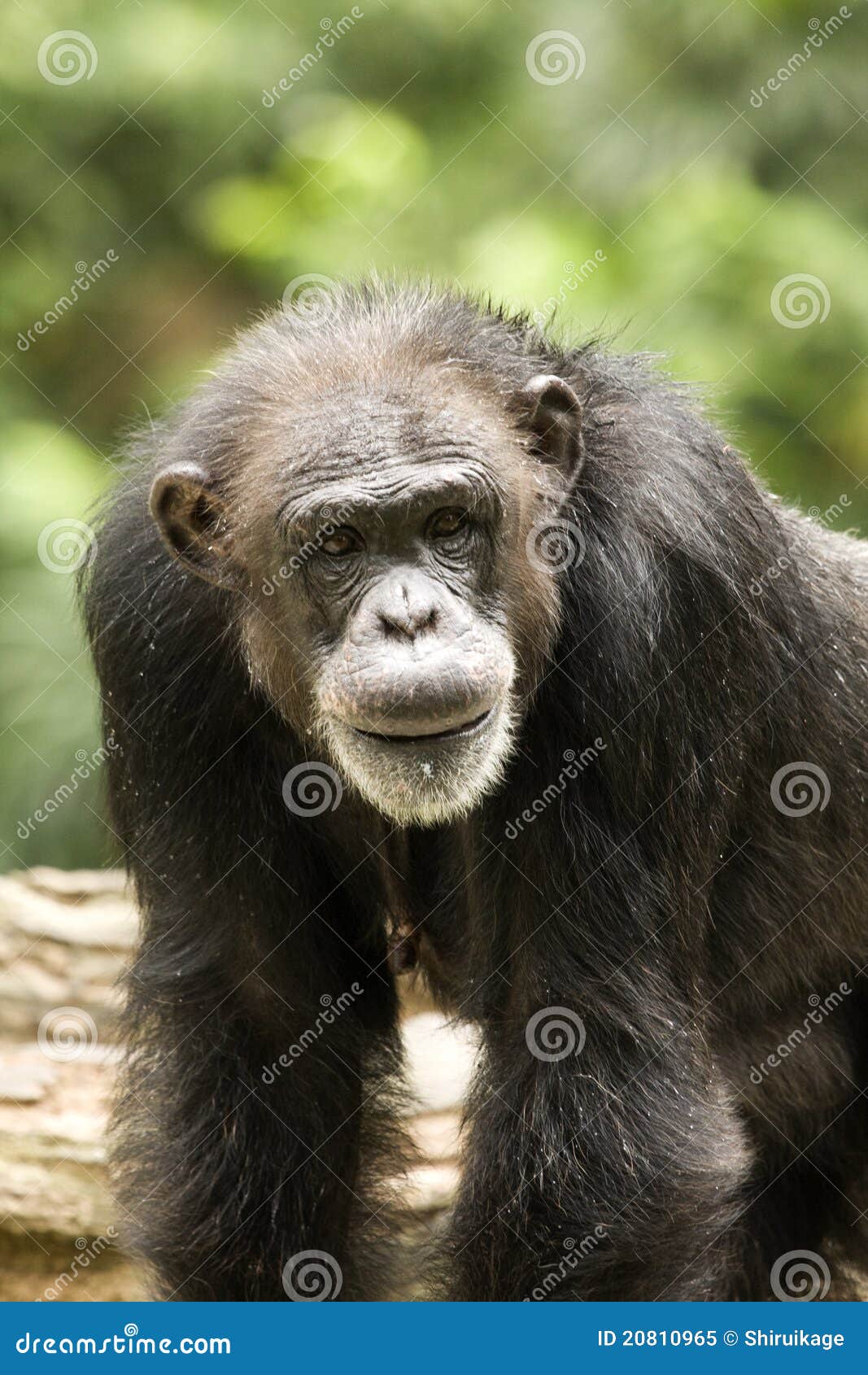 Old Chimp stock image. Image of primate, chimp, black - 20810965