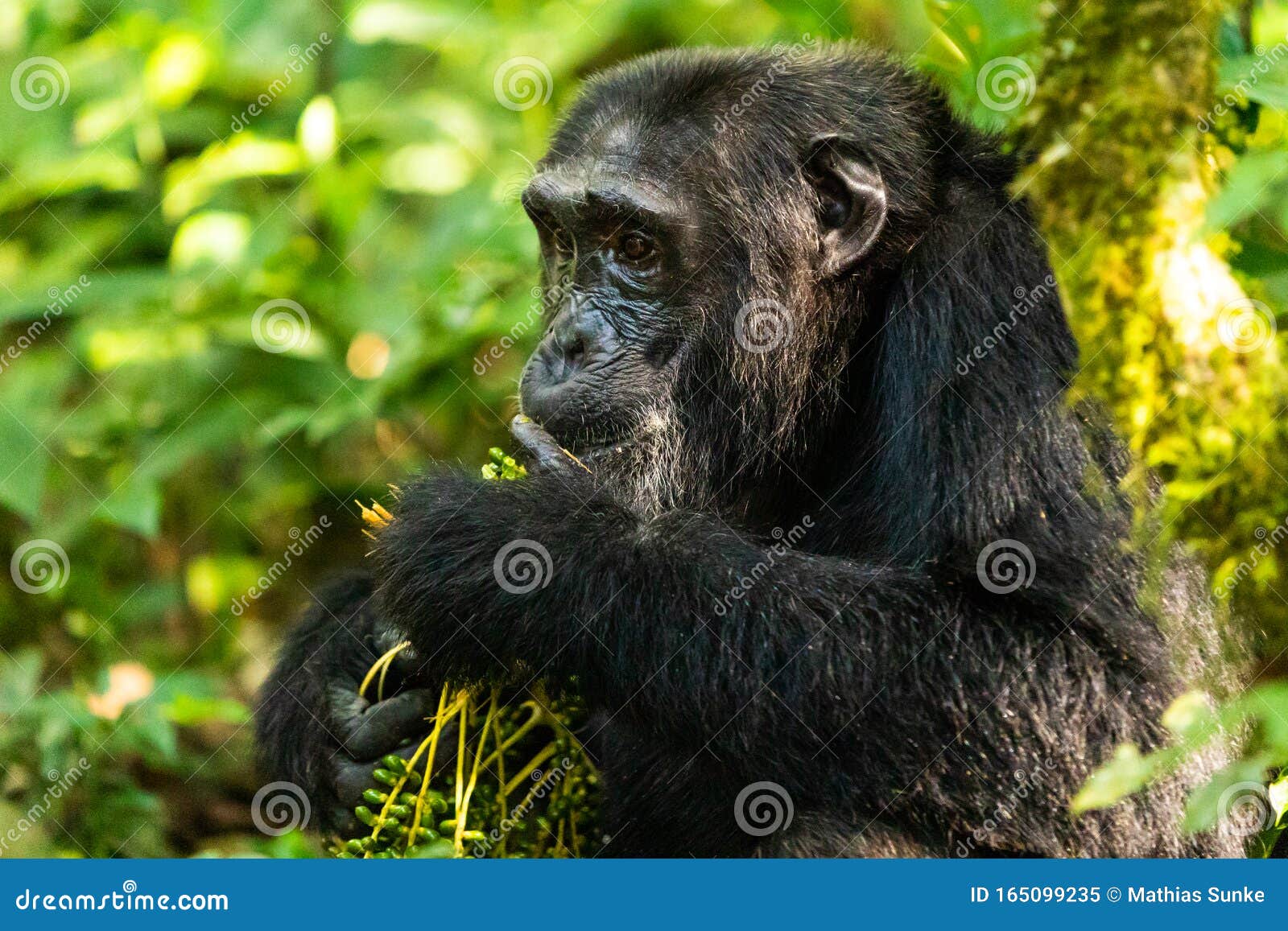 An Old Chimp in the Kibale Forest Stock Image - Image of closeup ...