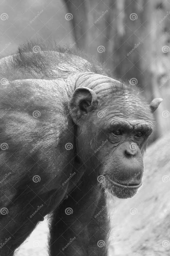 Old chimpanzee stock photo. Image of wildlife, aged, looks - 2148298