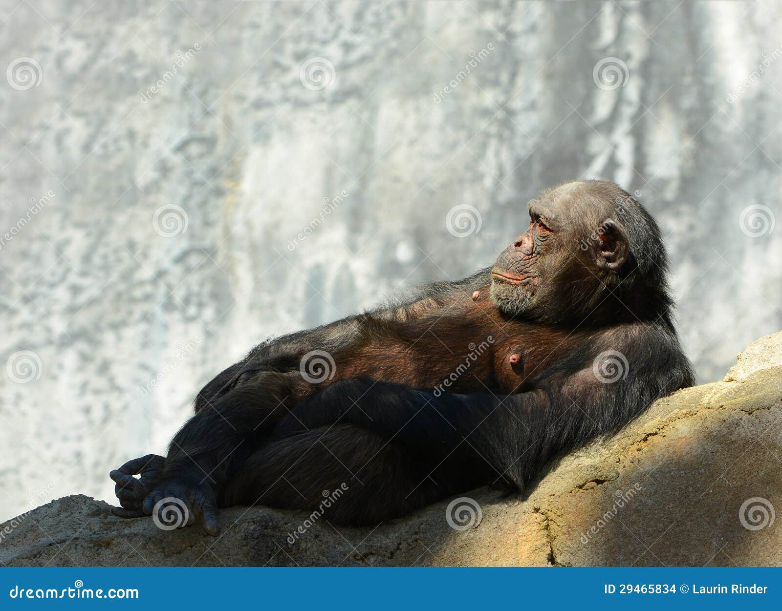 Old Chimpanzee stock photo. Image of mother, chimpanzee - 29465834