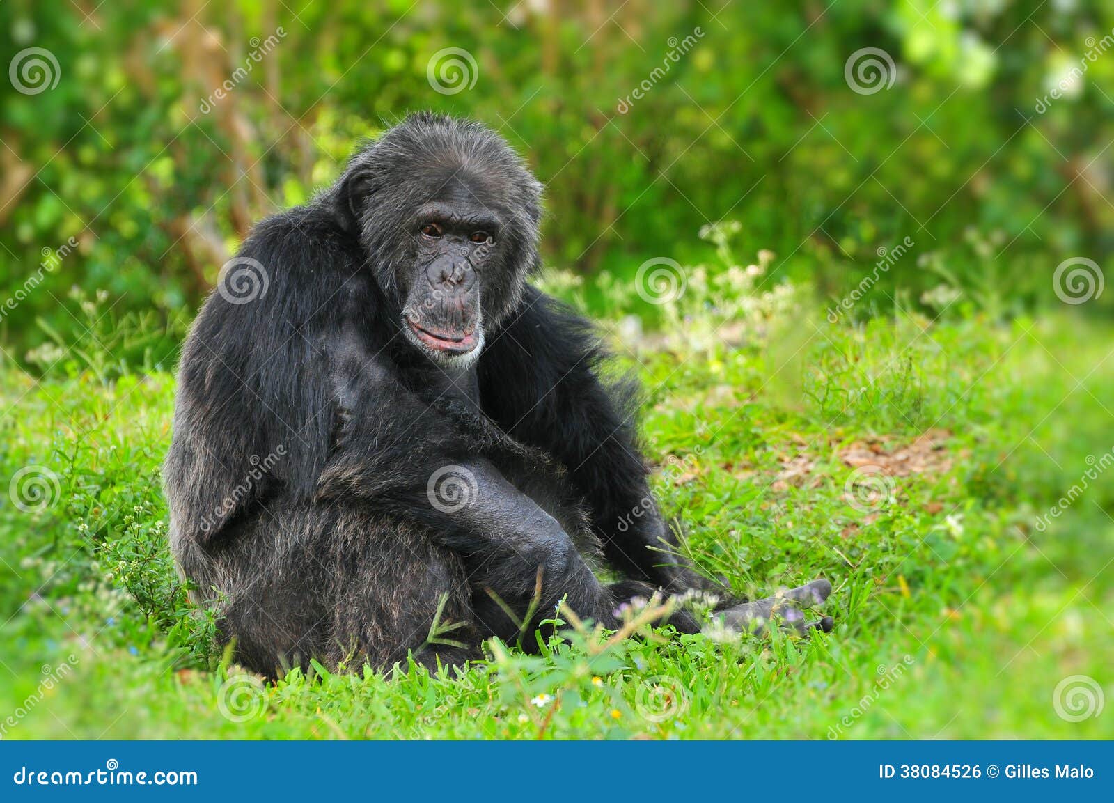 Old chimpanzee stock photo. Image of rest, relax, chimpanzee - 38084526