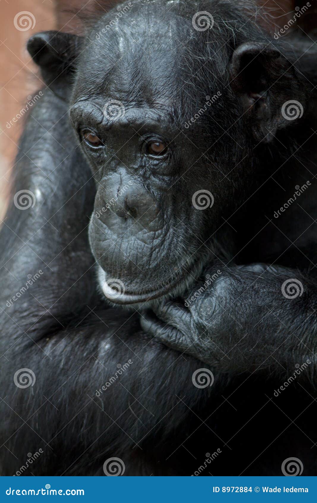 Old Chimpanzee stock photo. Image of sitting, gazing, chimpanzee - 8972884