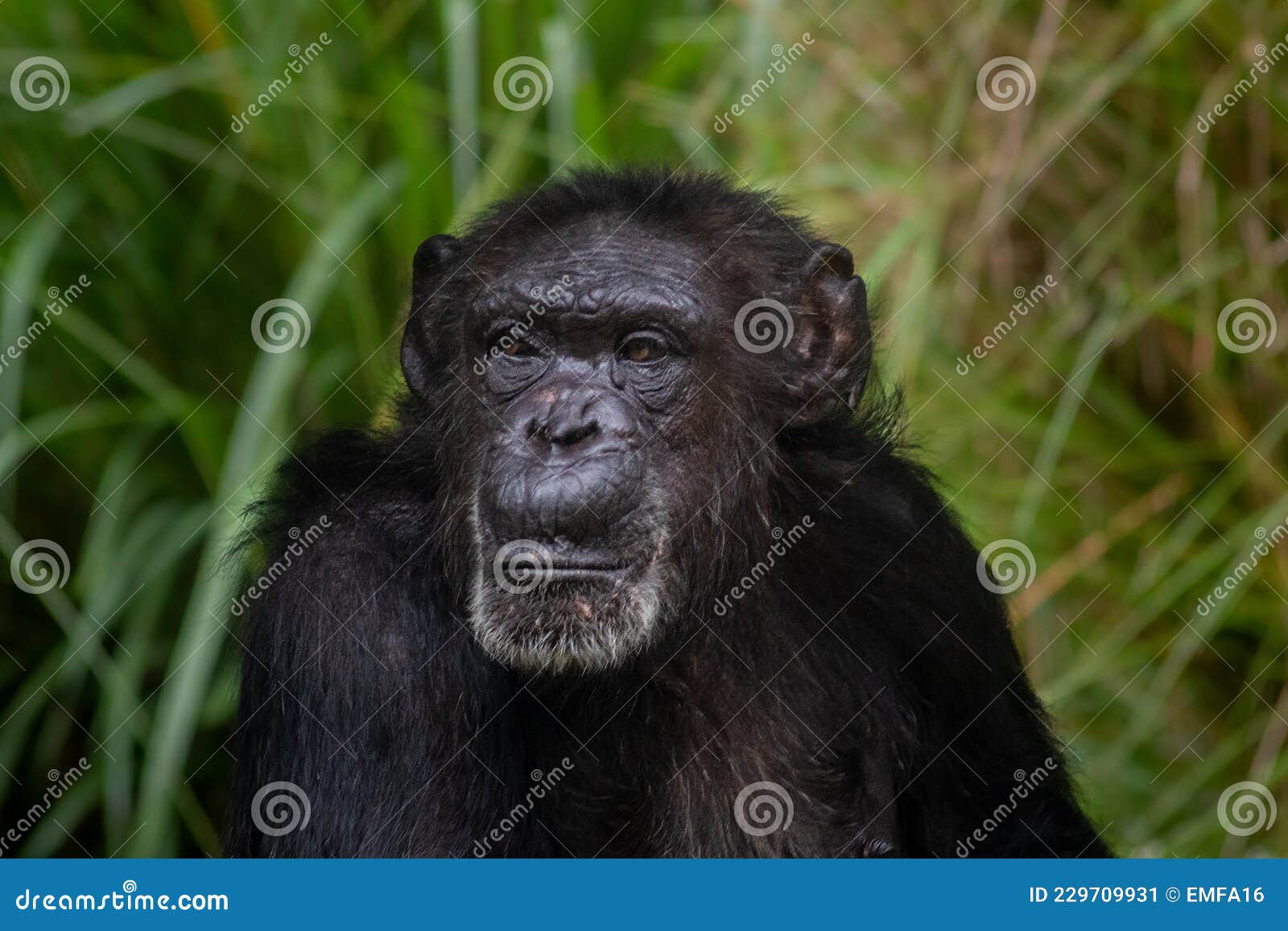 An Old Chimpanzee with Grey Hair in the Jungle Stock Image - Image of ...