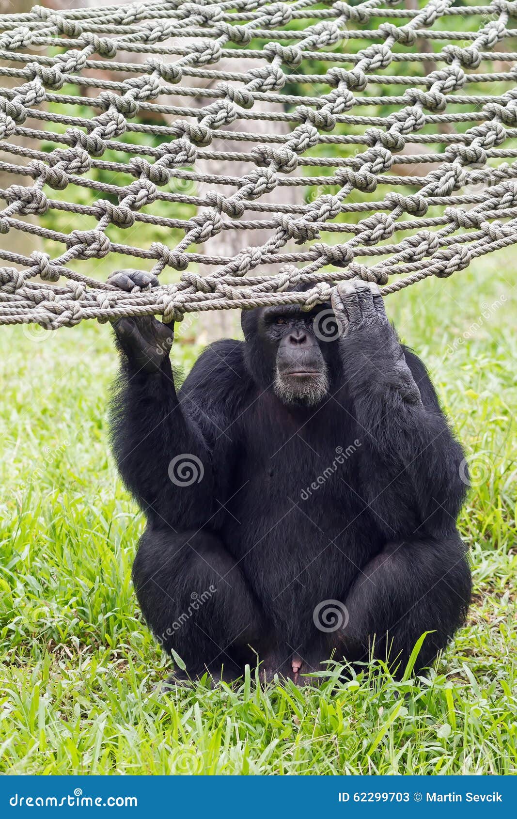 Old Chimpanzee Holding the Rope Net Stock Image - Image of face, monkey ...