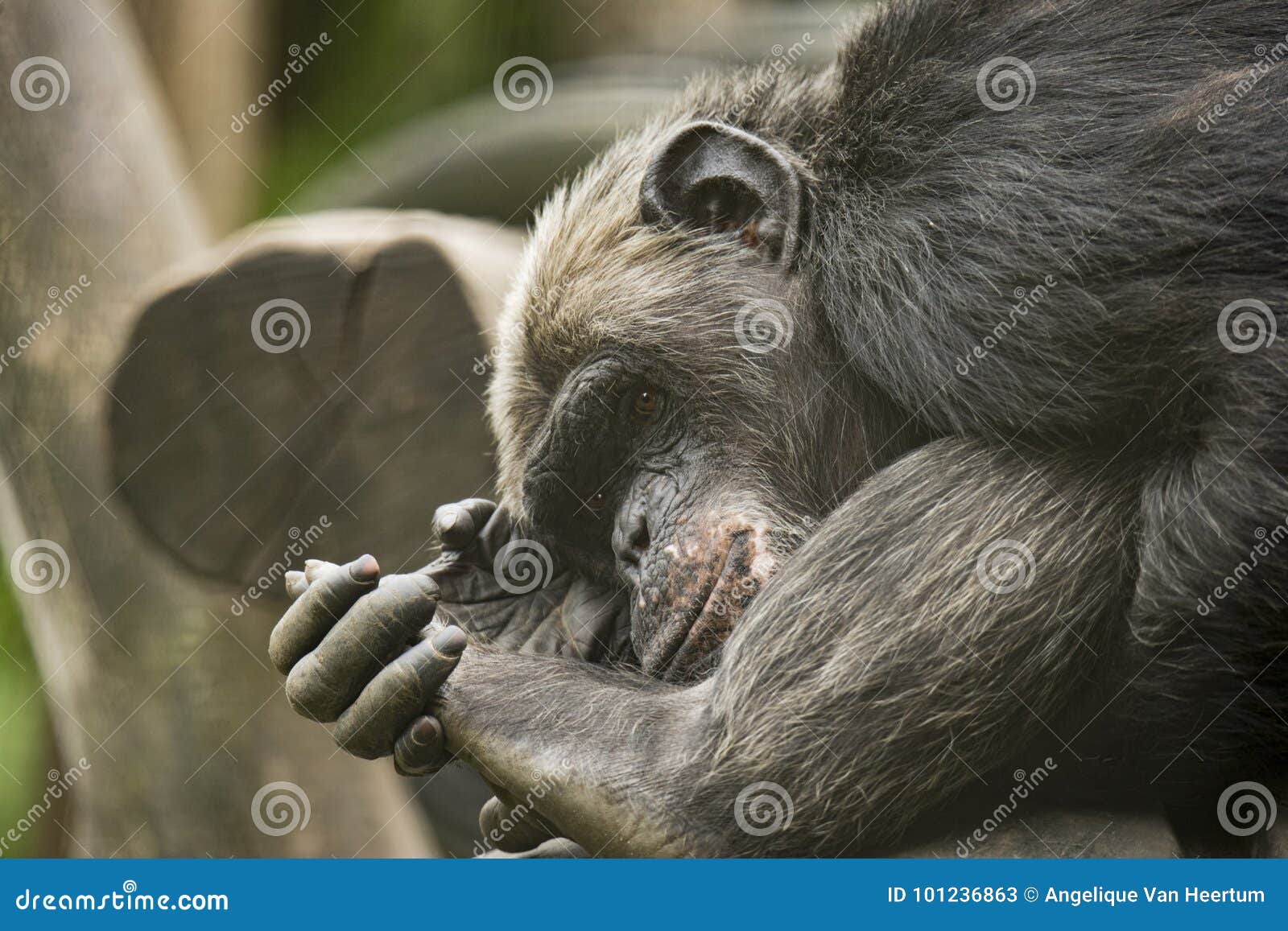 Old Chimpanzee stock image. Image of face, funny, humorous - 101236863