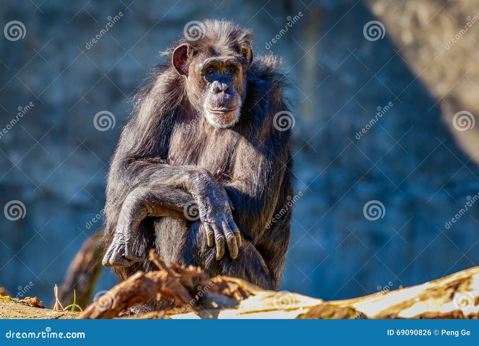 Old Chimpanzee resting stock photo. Image of vertebrates - 69090826
