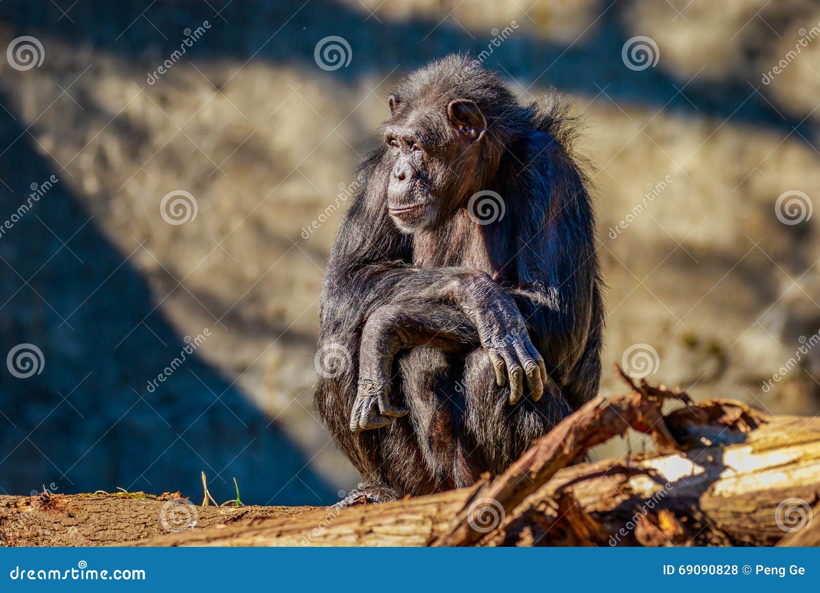 Old Chimpanzee resting stock photo. Image of color, close - 69090828