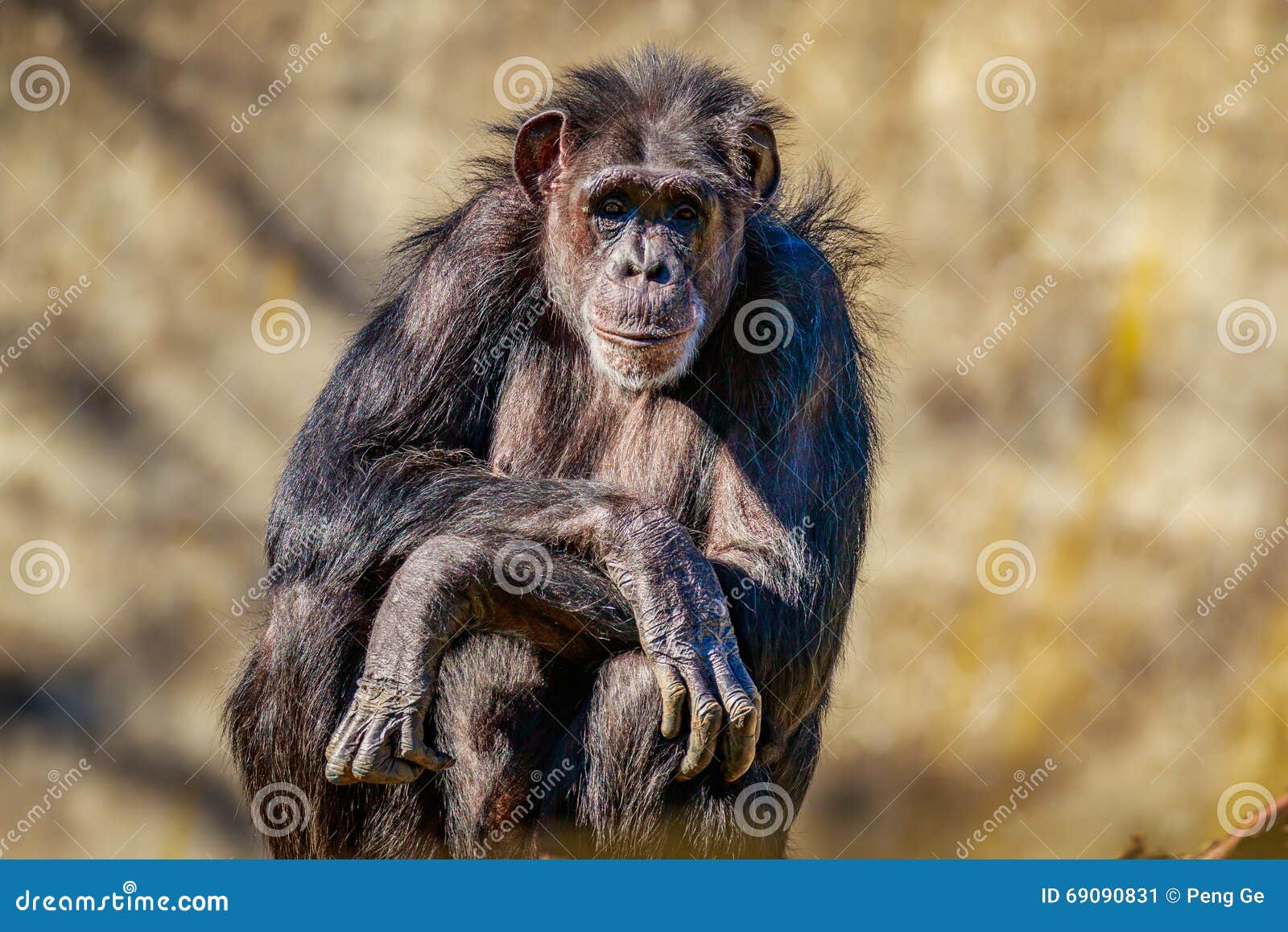 Old Chimpanzee resting stock image. Image of outdoors - 69090831