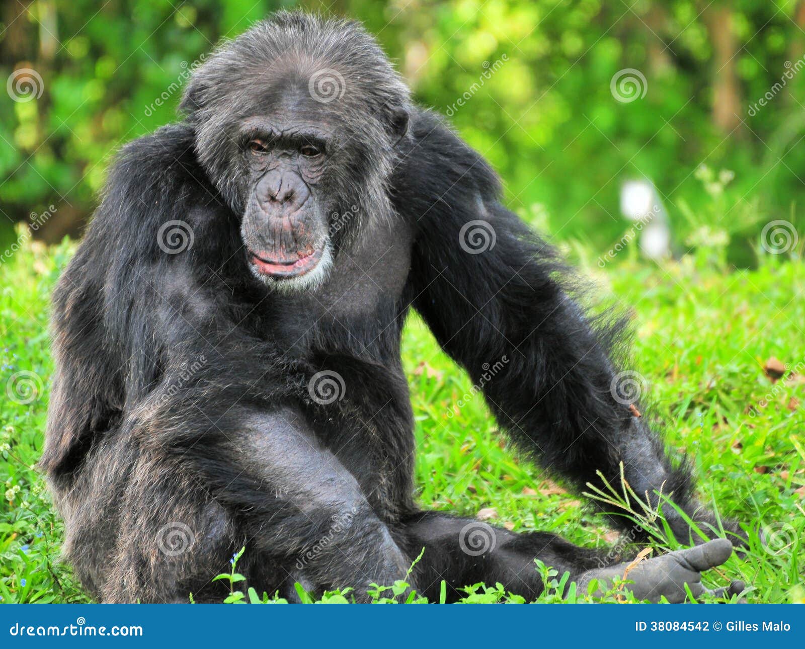 Old chimpanzee thinking stock photo. Image of chimp, apes - 38084542