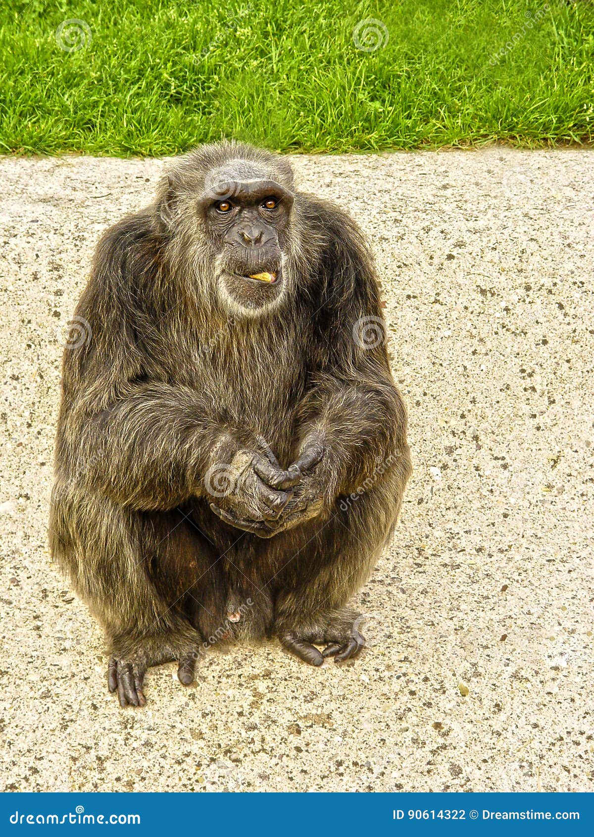 Old chimpanzee stock photo. Image of macaque, grass, chimpanze - 90614322