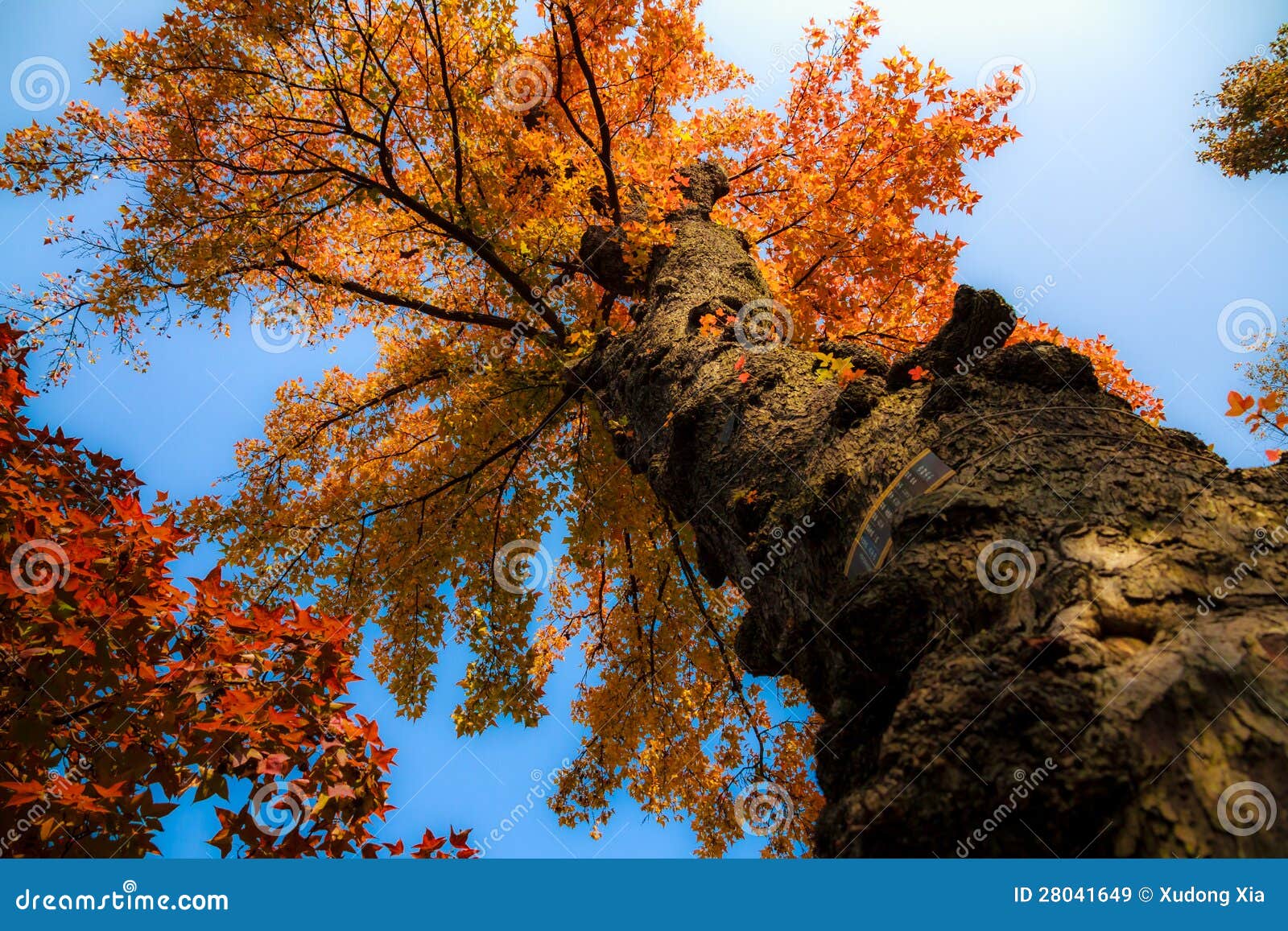 Chinese Sweet Gum Or Liquidambar Formosana Royalty-Free Stock Photo ...
