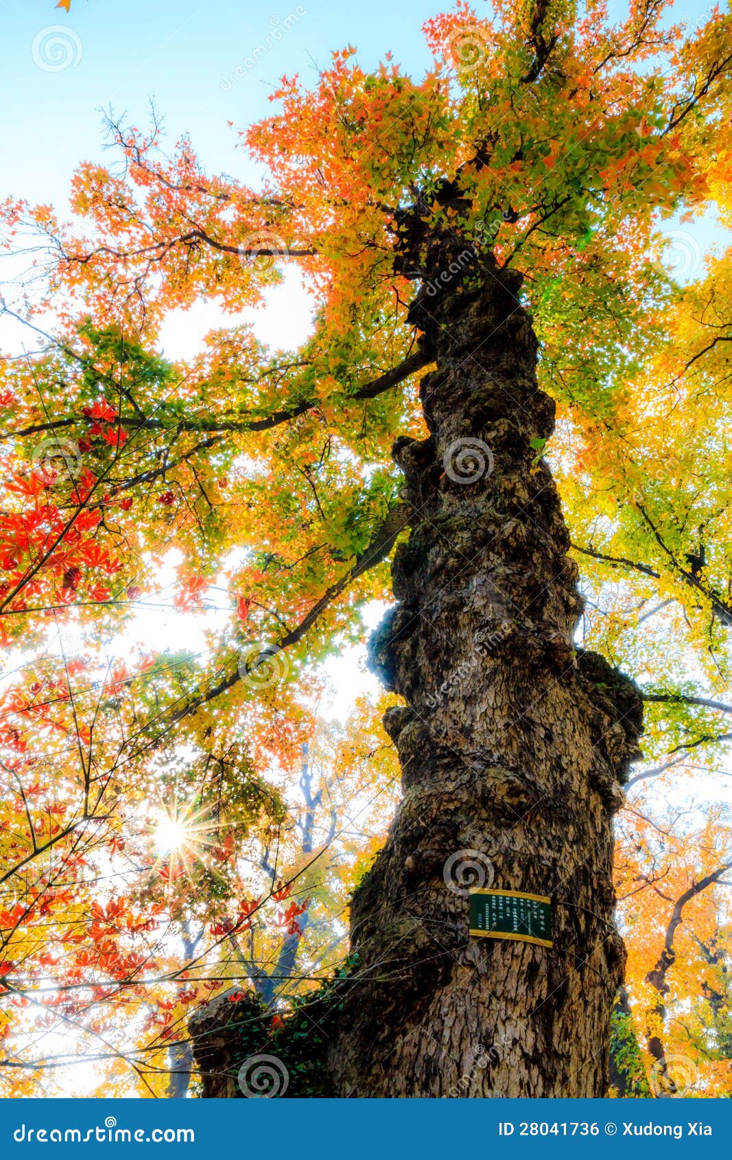 Old Chinese sweet gum stock photo. Image of sweet, leaf - 28041736