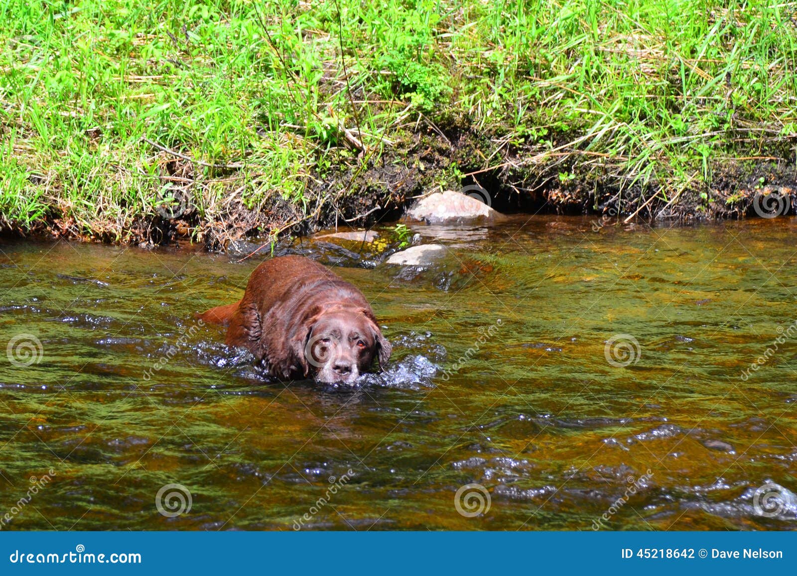Old Chocolate Lab Relaxing in Stream Stock Photo - Image of summer ...