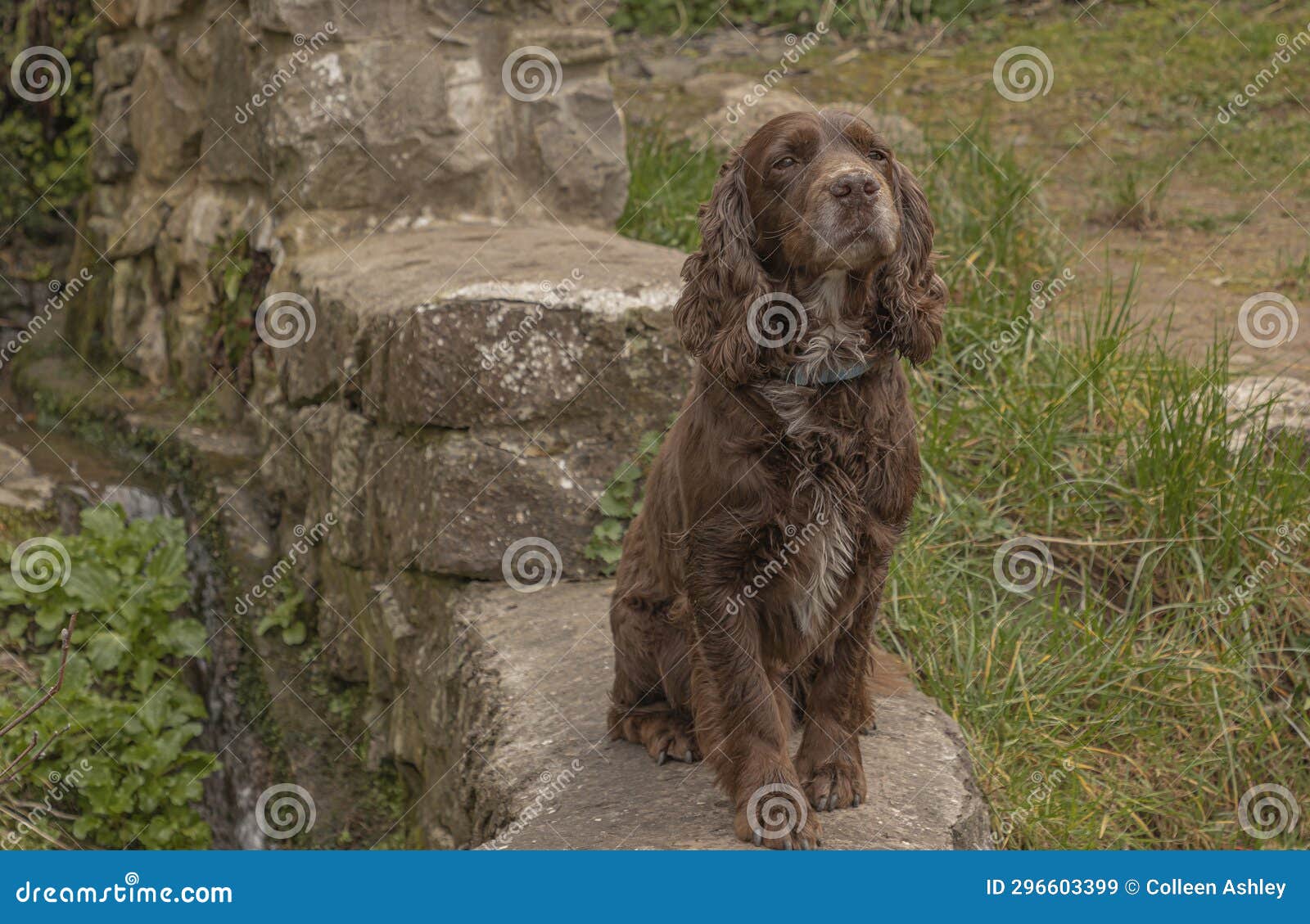 Old Chocolate Working Cocker Spaniel Stock Image - Image of animal ...