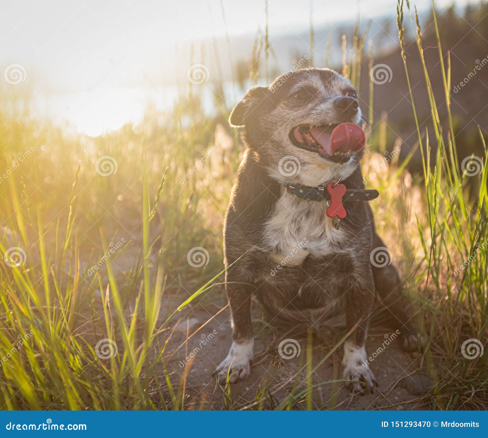 Chubby Chihuahua Dog at Sunset Stock Photo - Image of panting ... Chubby Chihuahua Dog at Sunset Stock Photo - Image of panting ...