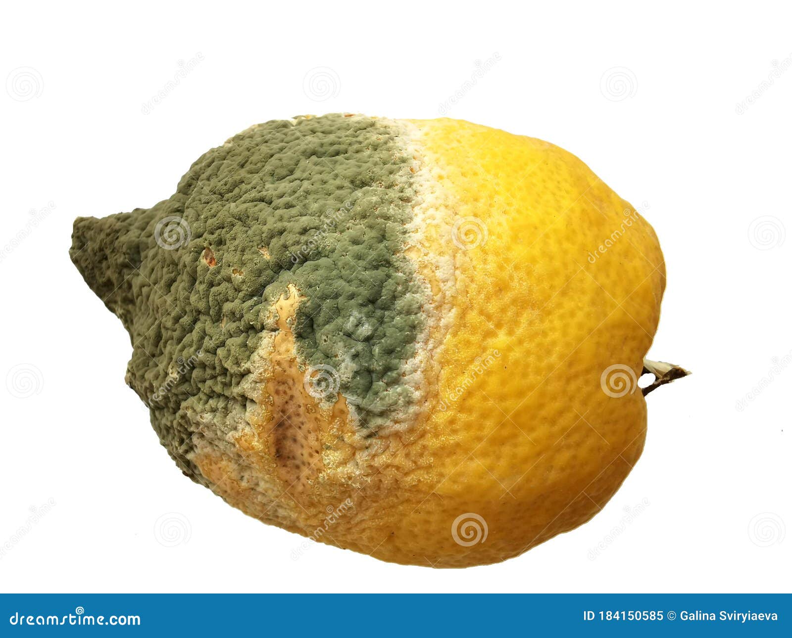 Decaying Lemon Slice On White Background Royalty-Free Stock Image ...